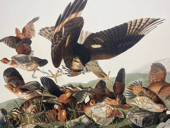 Audubon Prints by John James Audubon and Audubon print fine art ...