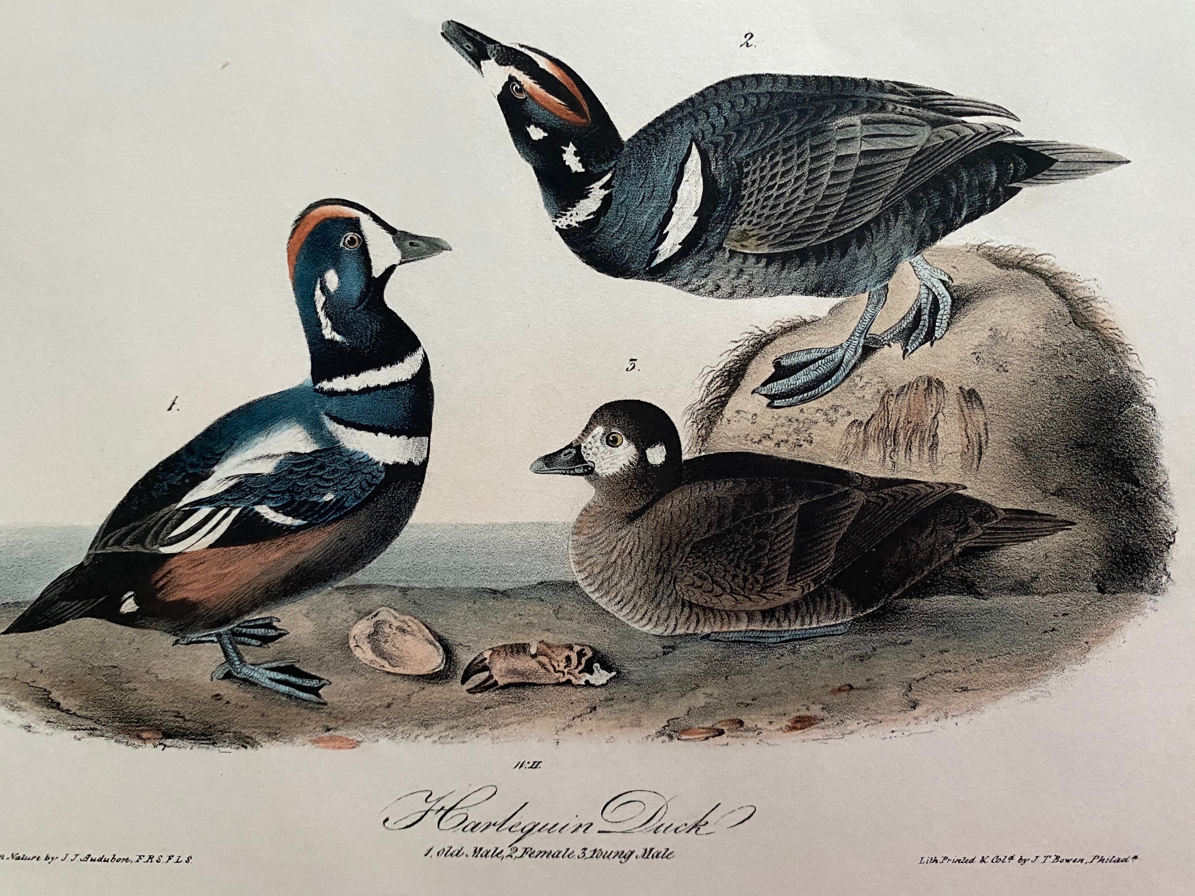 Gallery 3 - Original Octavo Birds – Princeton Audubon Prints