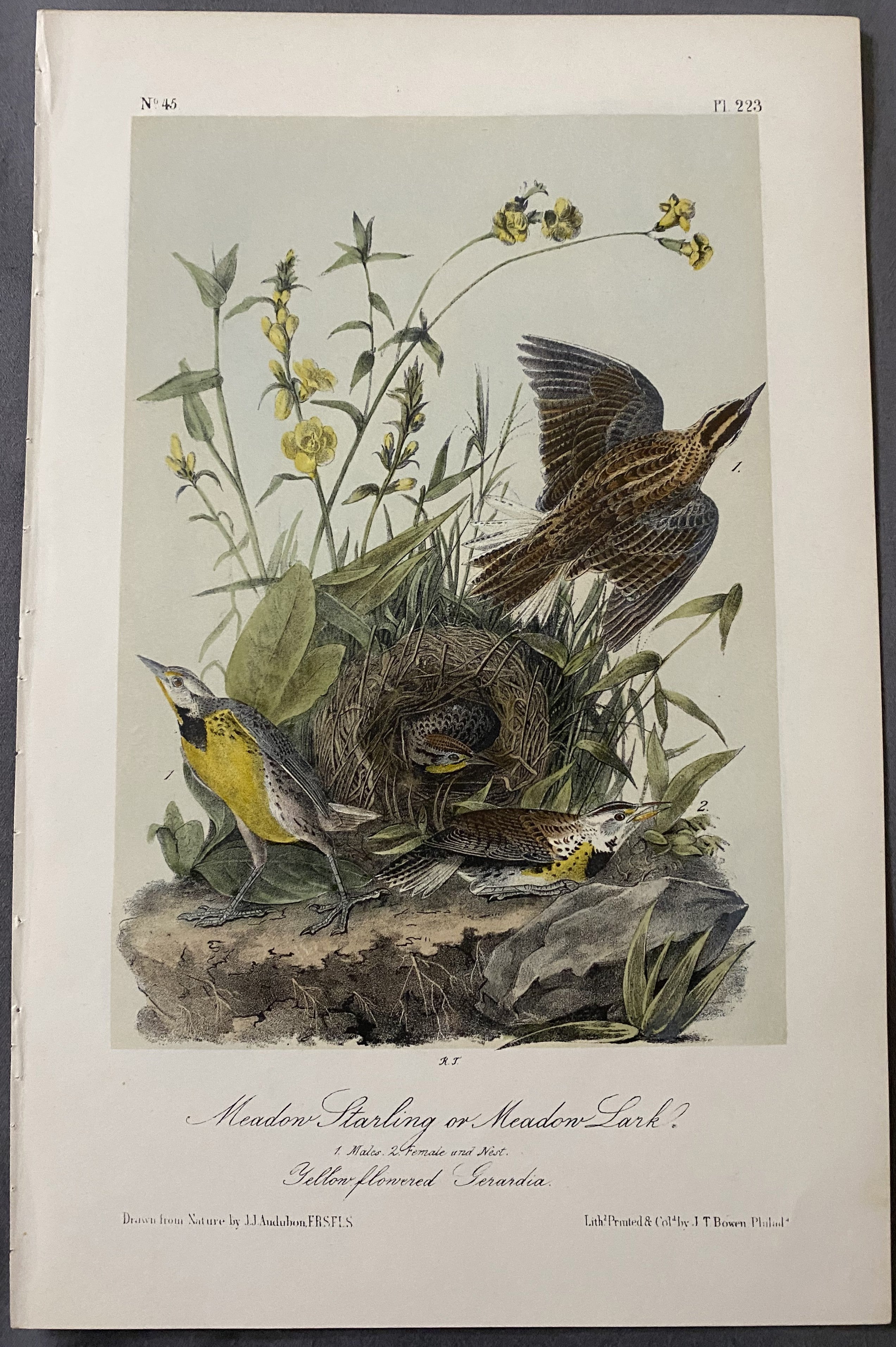 Princeton Audubon Prints: Birds of America Originals & Fine Art