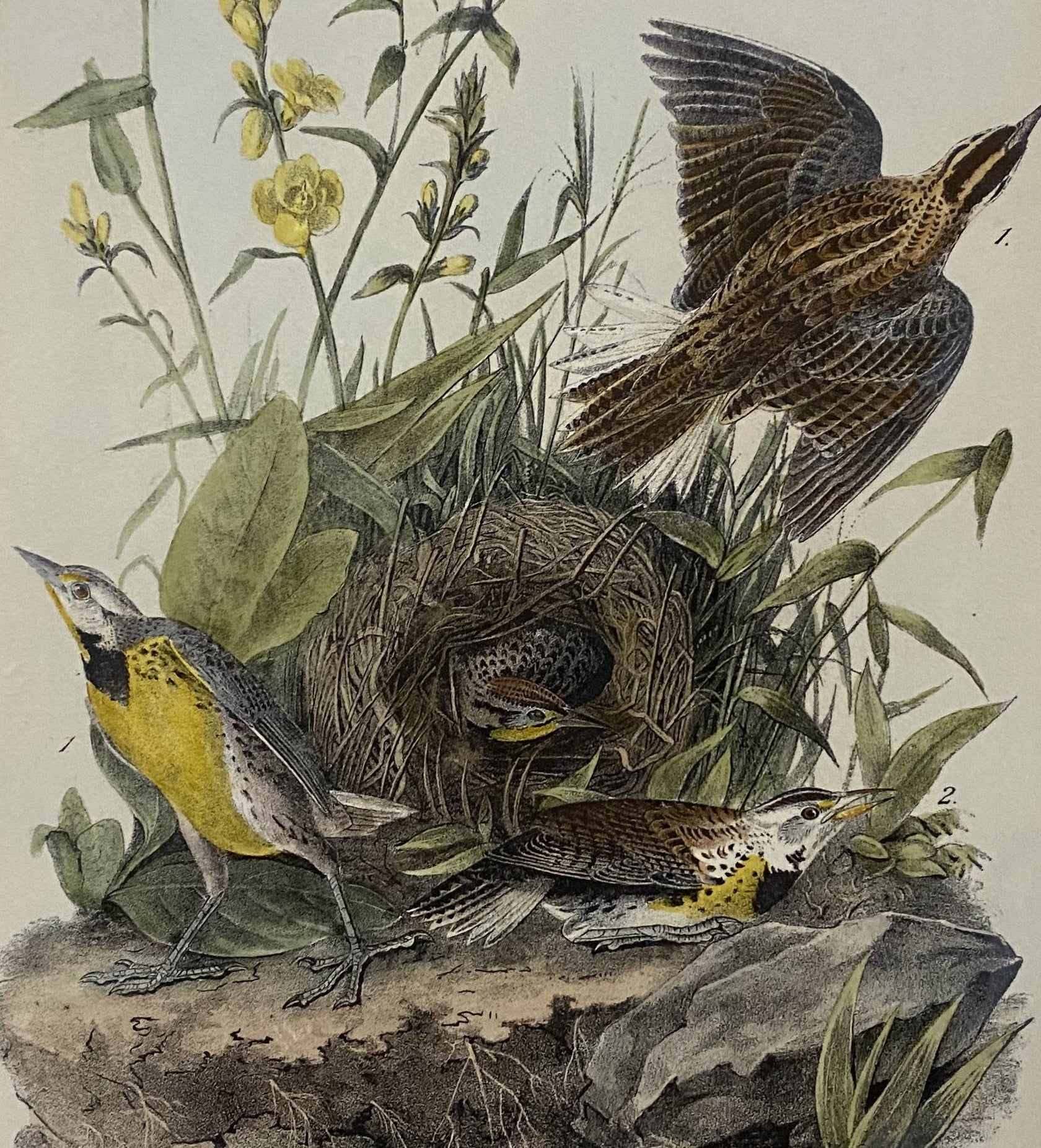 Princeton Audubon Prints: Birds of America Originals & Fine Art