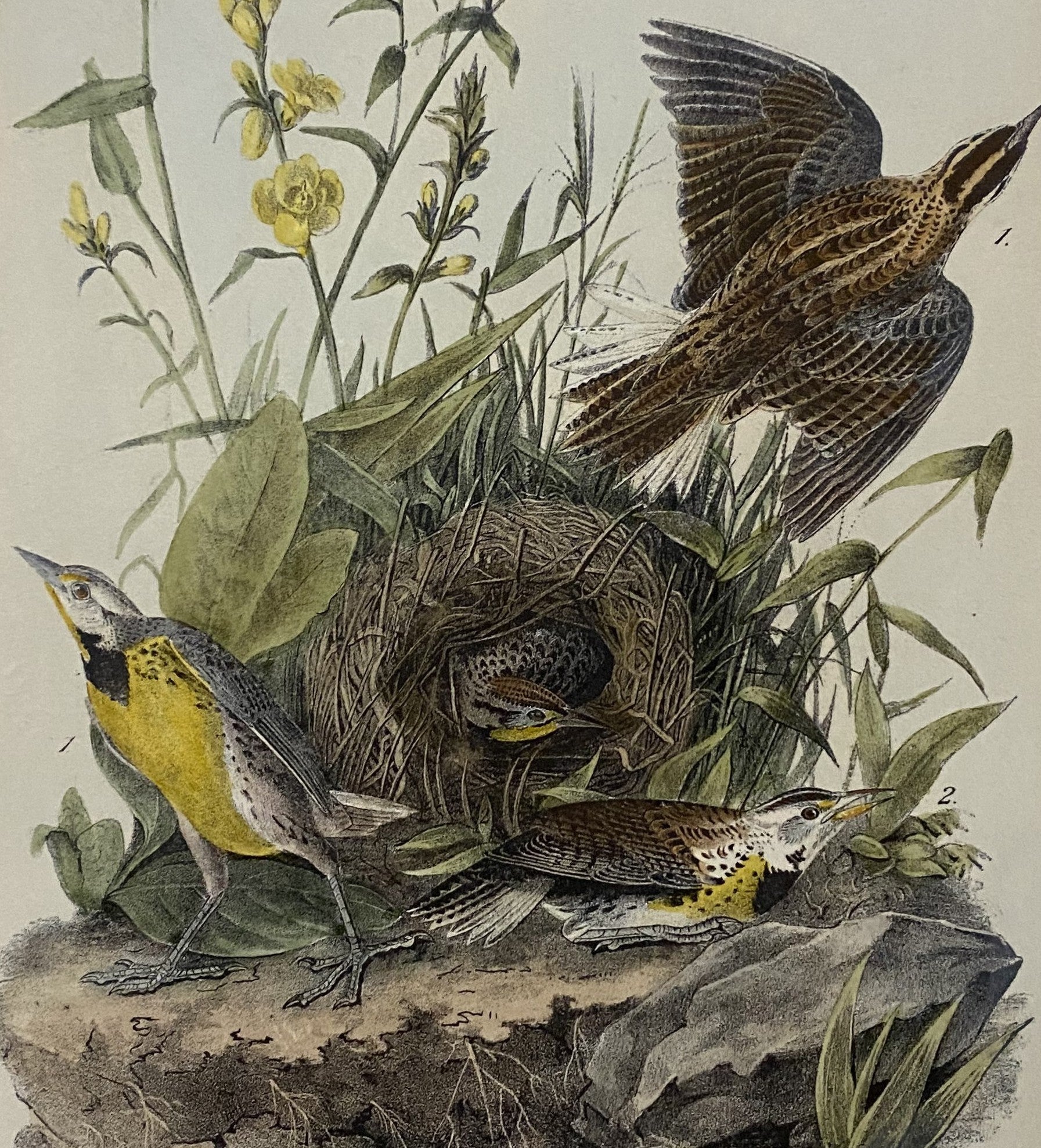 Princeton Audubon Prints: Birds of America Originals & Fine Art
