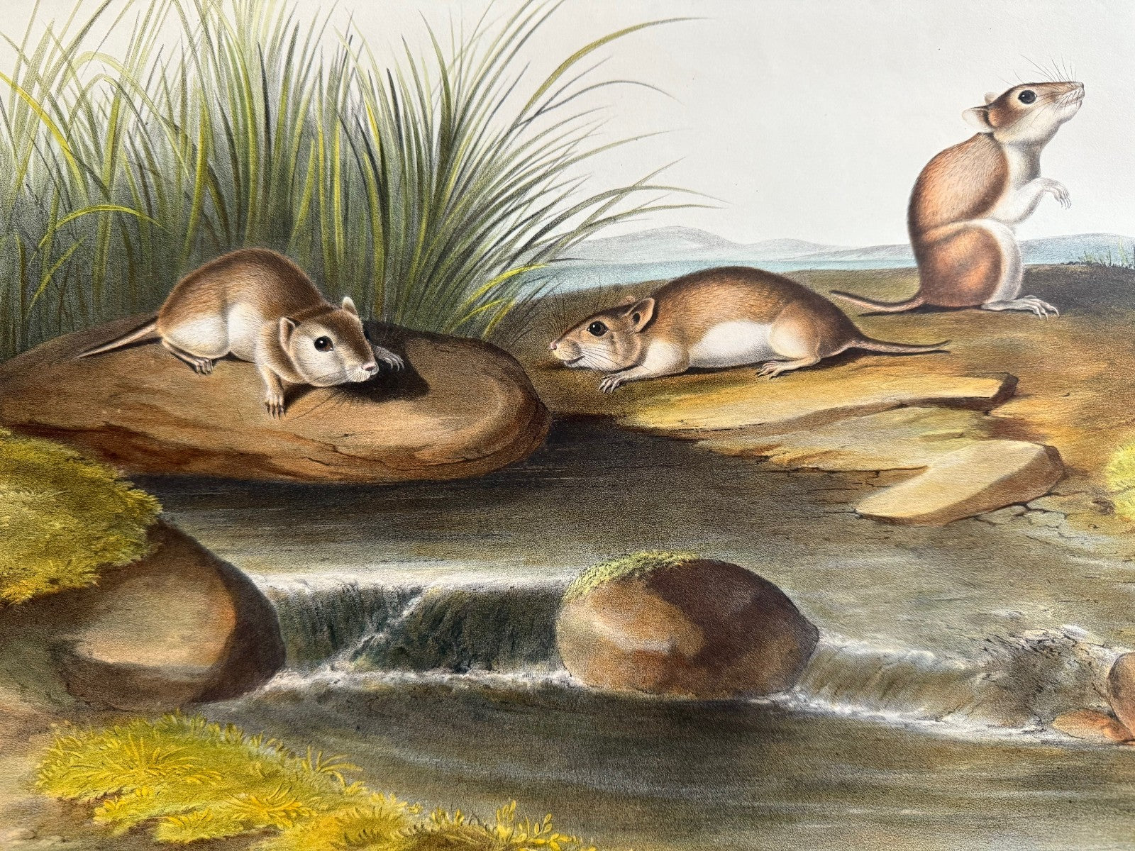 Audubon Original Imperial Plate 100, Missouri Mouse – Princeton Audubon ...