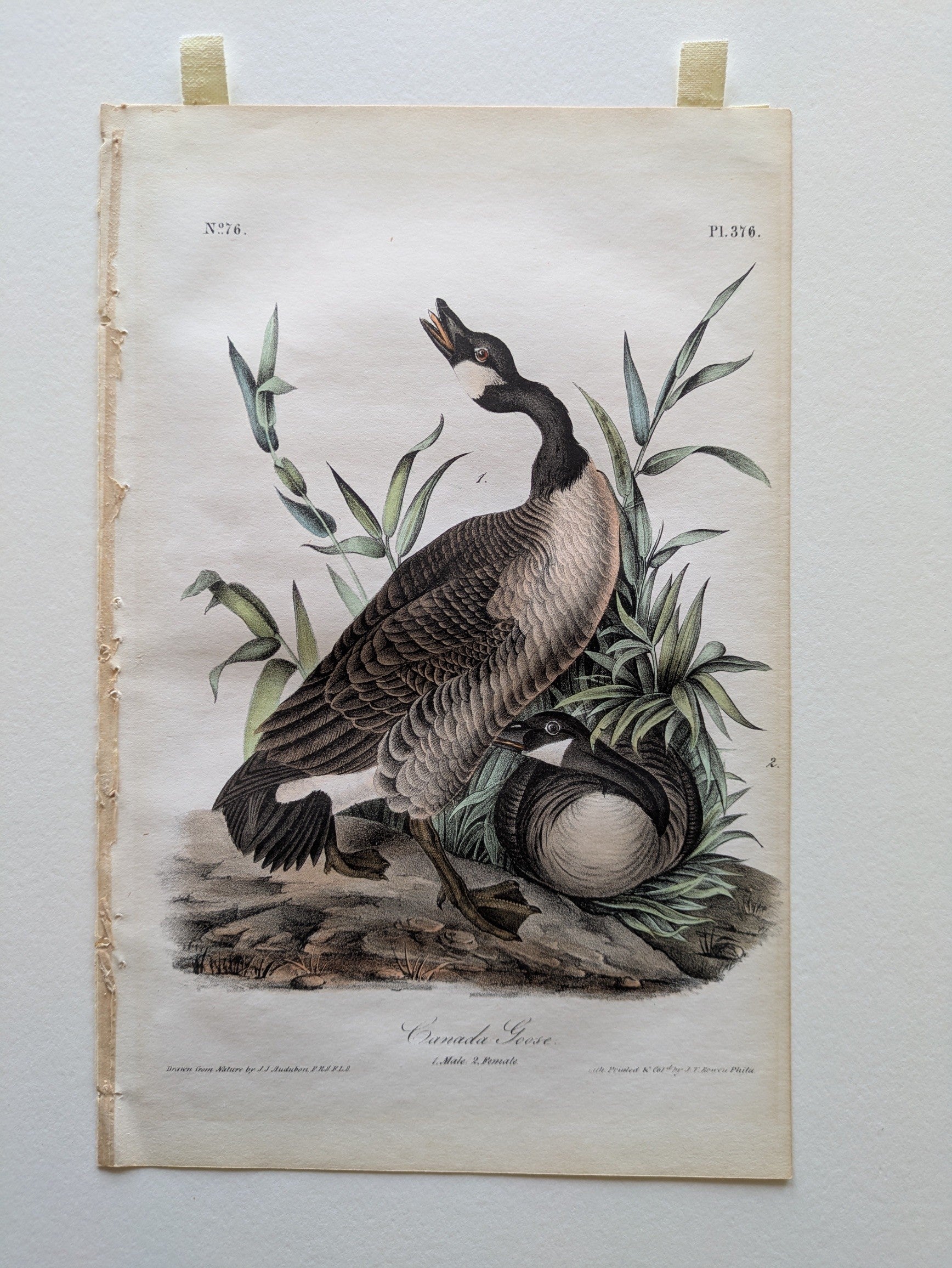 Gallery 3 - Original Octavo Birds – Signature Documents LLC