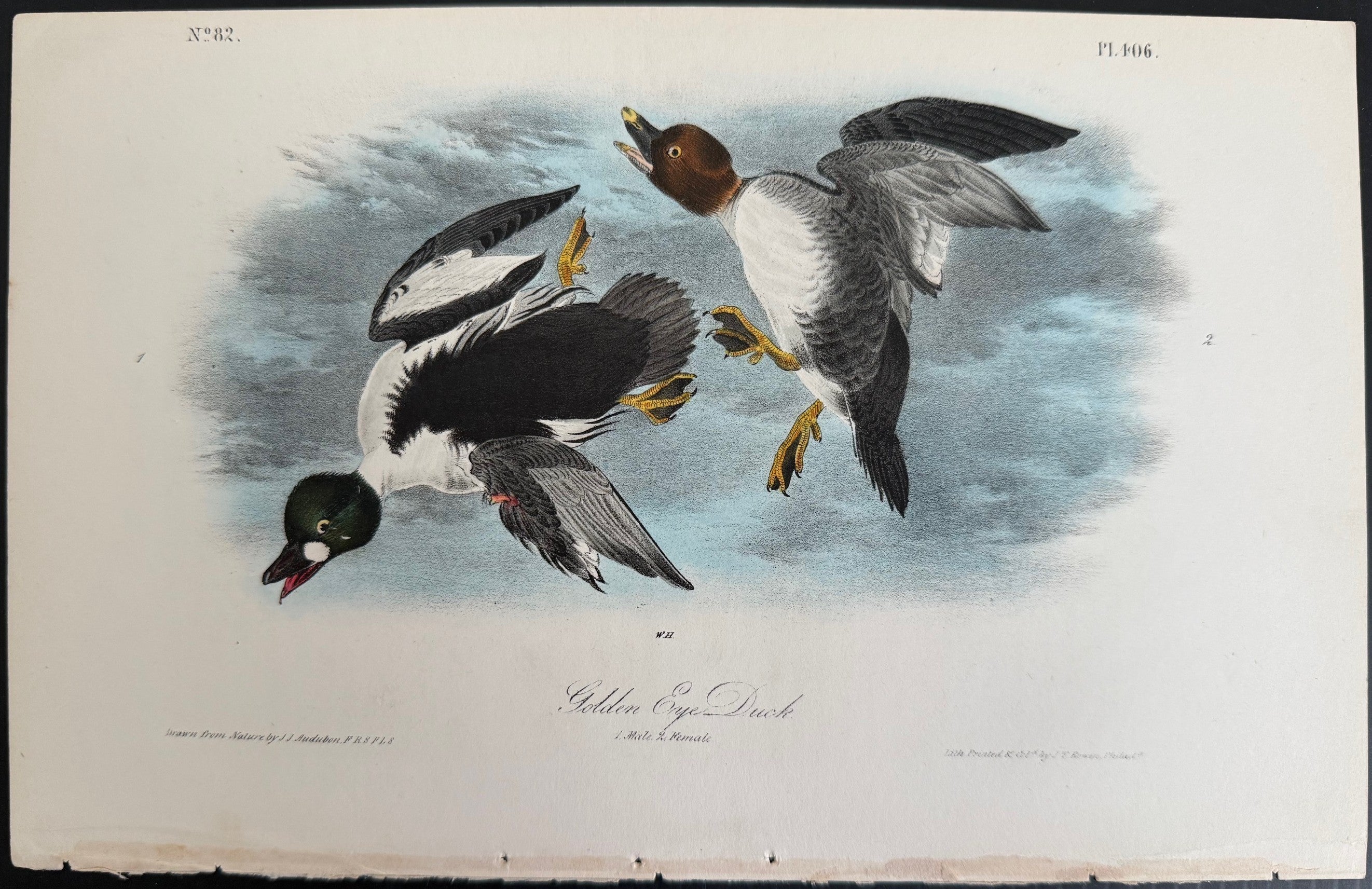 Audubon Prints: Birds of America Originals & Audubon Fine Art ...