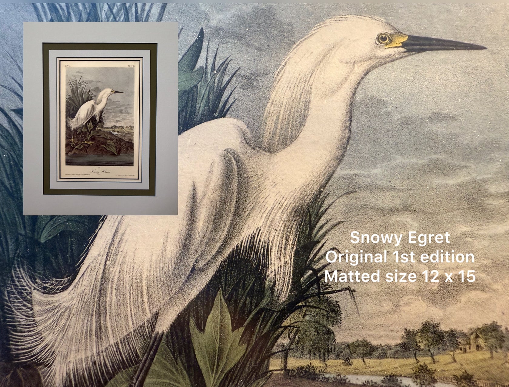 Audubon Prints: Birds of America Originals & Audubon Fine Art ...