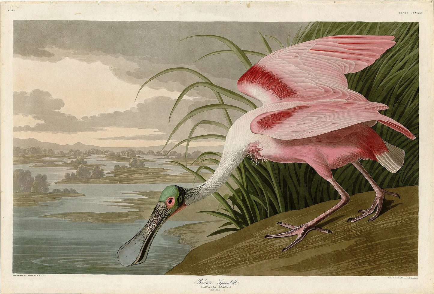 Audubon Prints: Originals & Fine Art – Princeton Audubon Prints
