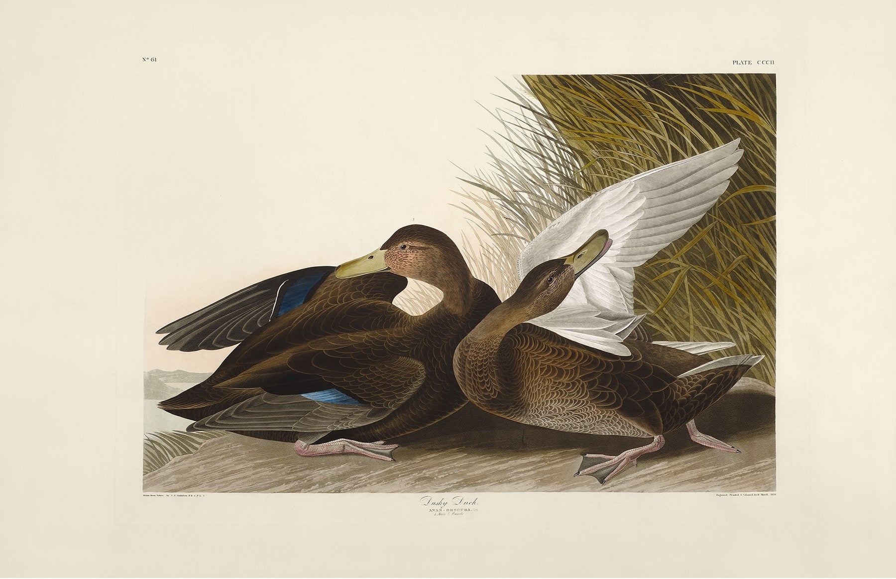 Dusky Duck – Princeton Audubon Prints