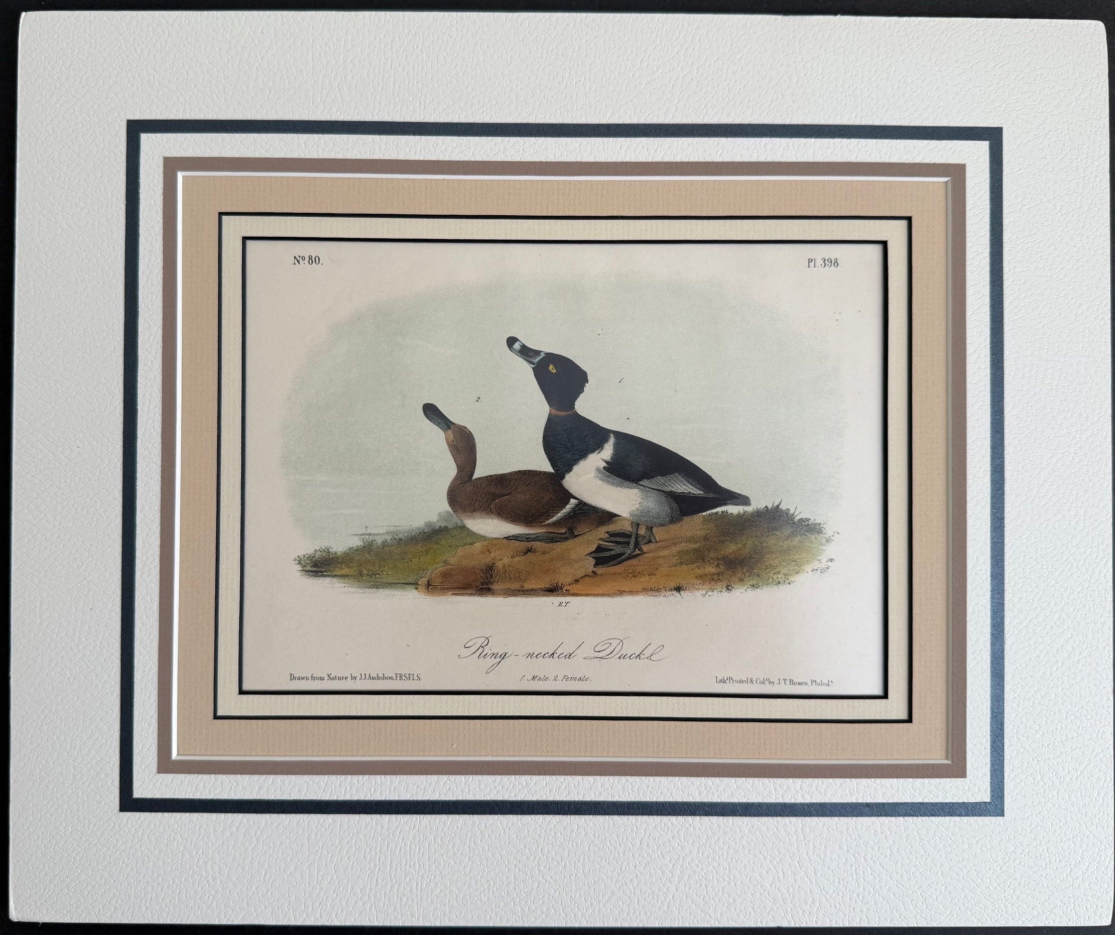 398, Audubon Octavo Ring-necked Duck, 2nd edition – Princeton Audubon ...