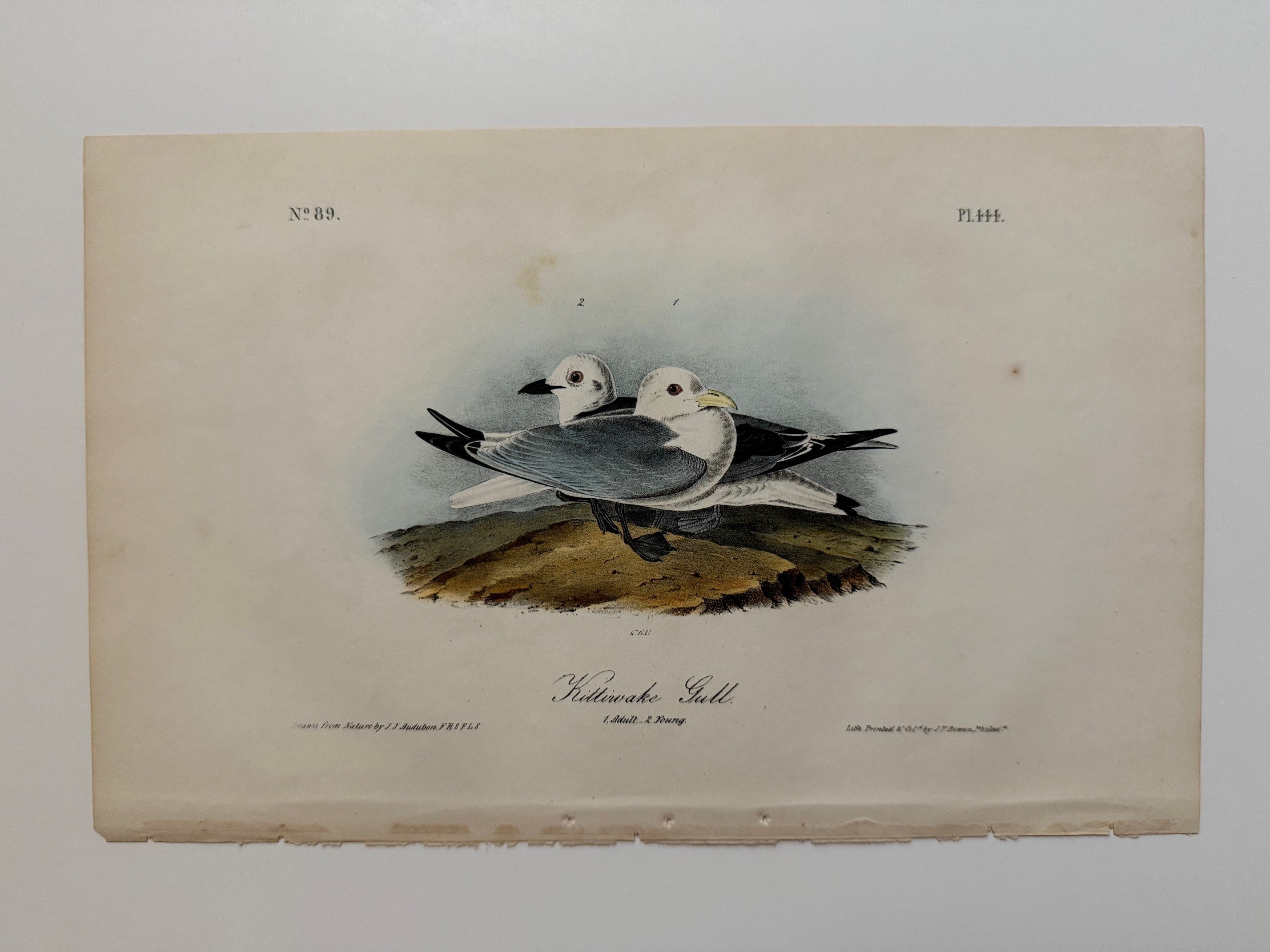 Original Audubon 1st Edition number 89, plate 444, Kittiwake Gull ...