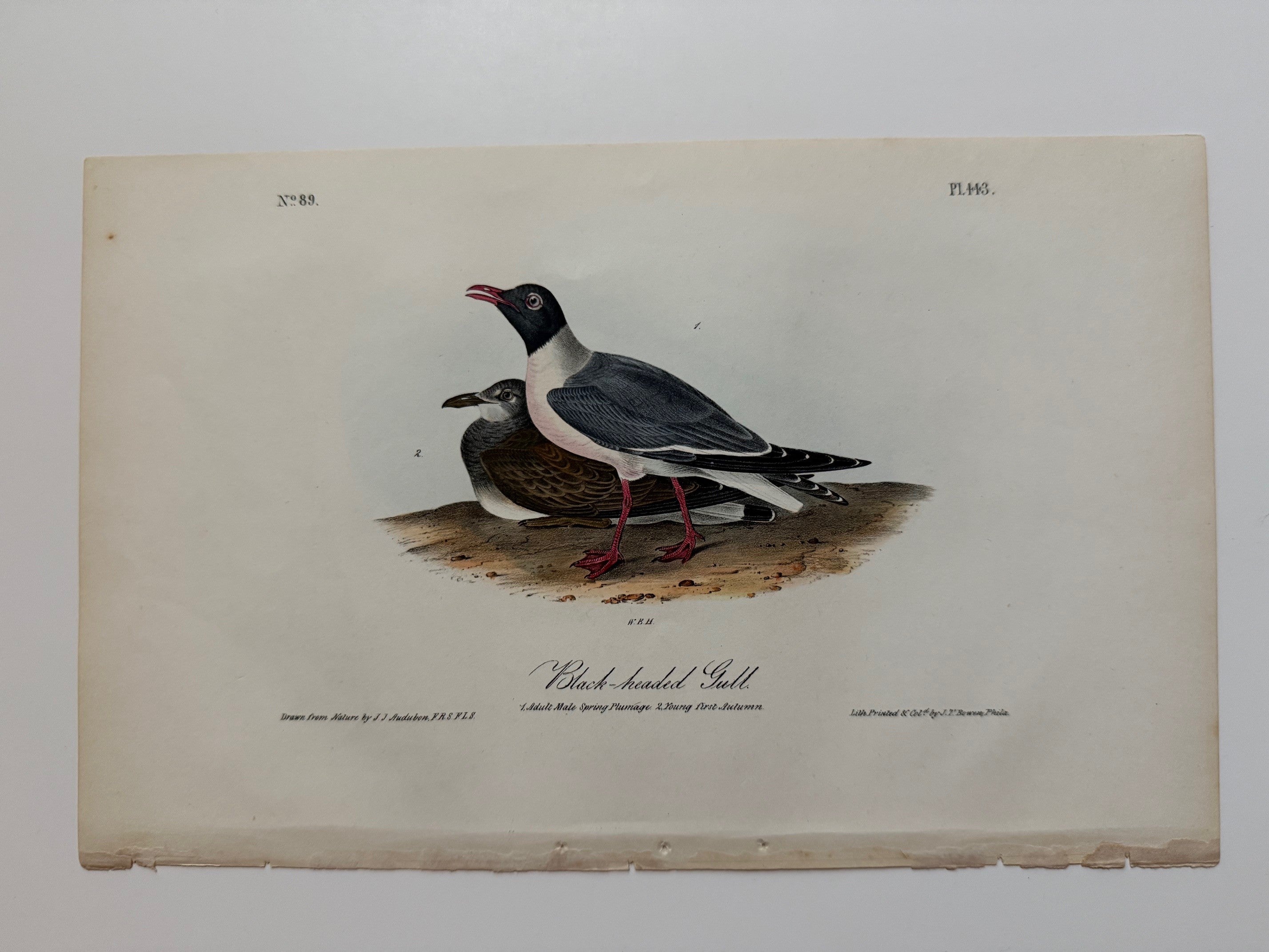 Original Audubon 1st Edition number 89, plate 443, Black-headed Gull ...