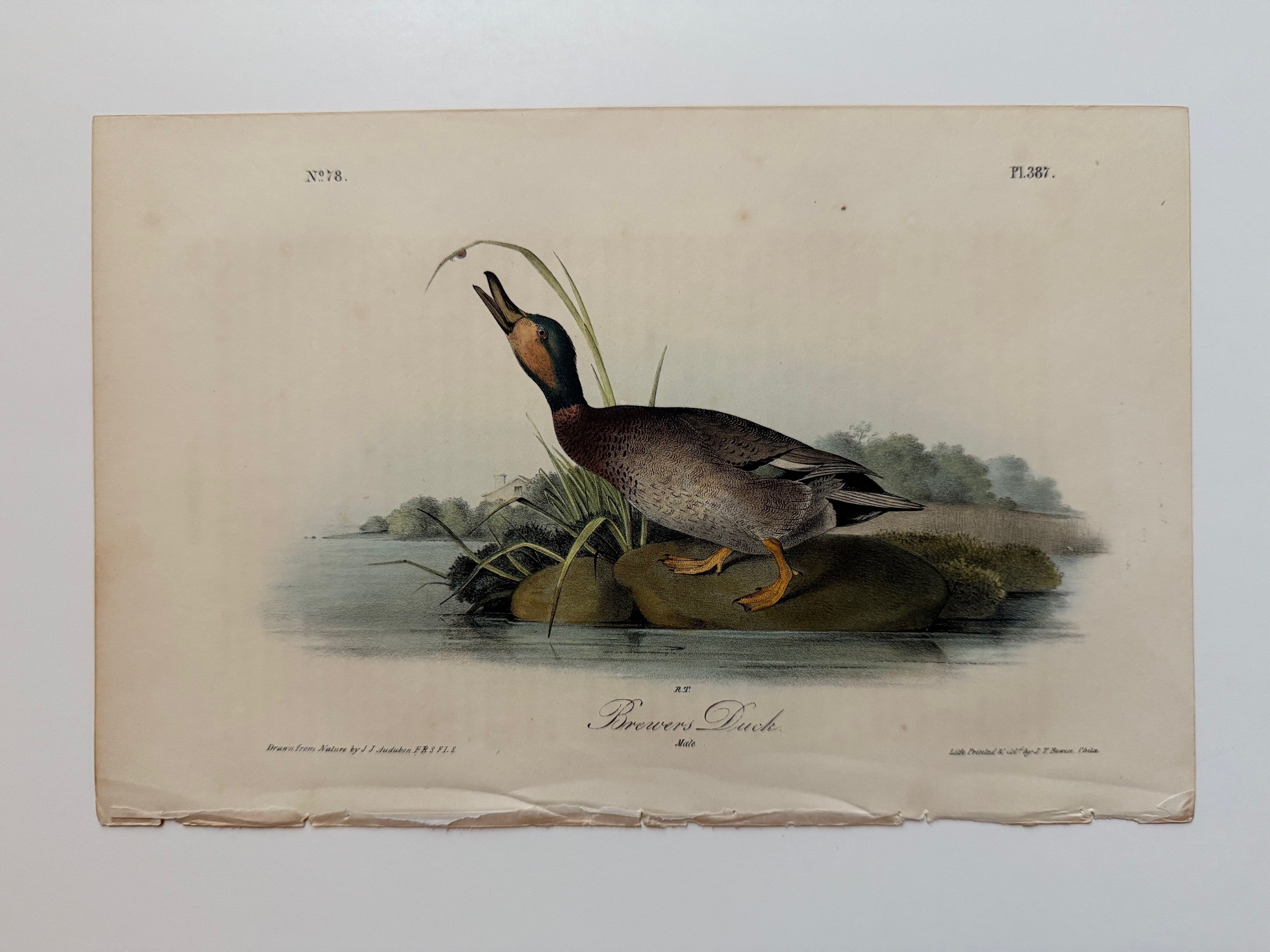 Original Audubon 1st Edition number 78, plate 387, Brewers Duck ...