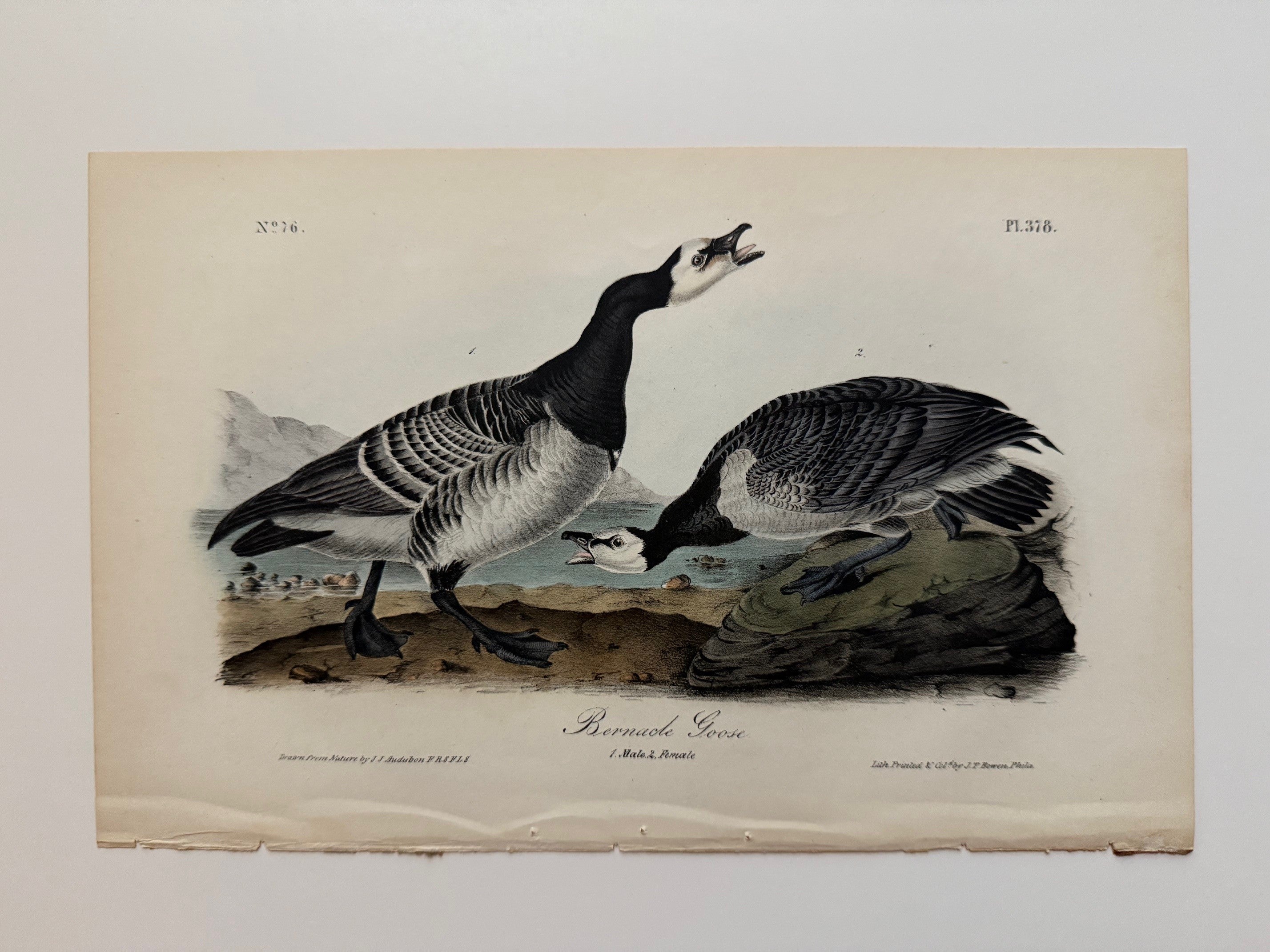 Original Audubon 1st Edition number 76, plate 378, Bernacle Goose ...