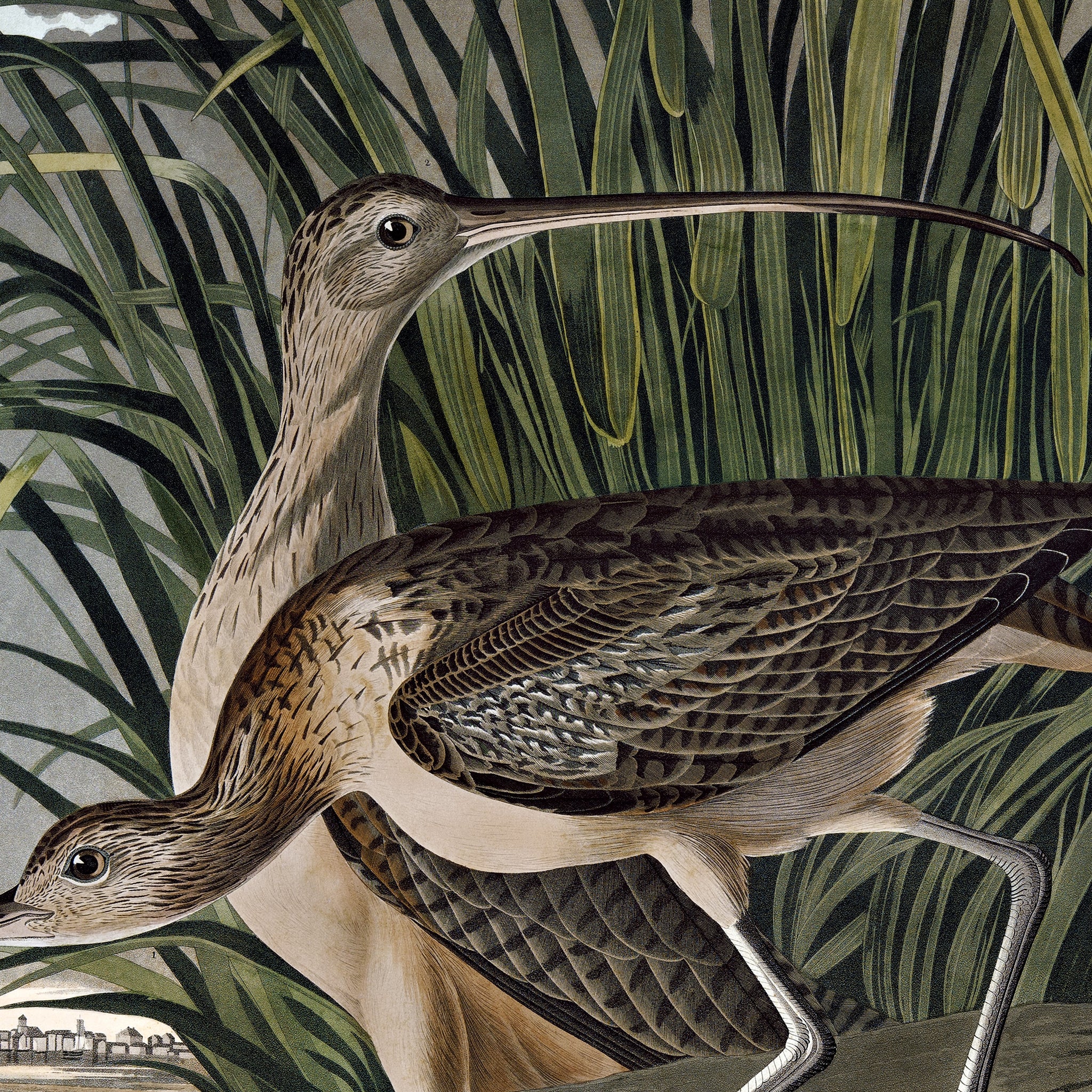 Audubon Prints: Birds of America Originals & Audubon Fine Art ...