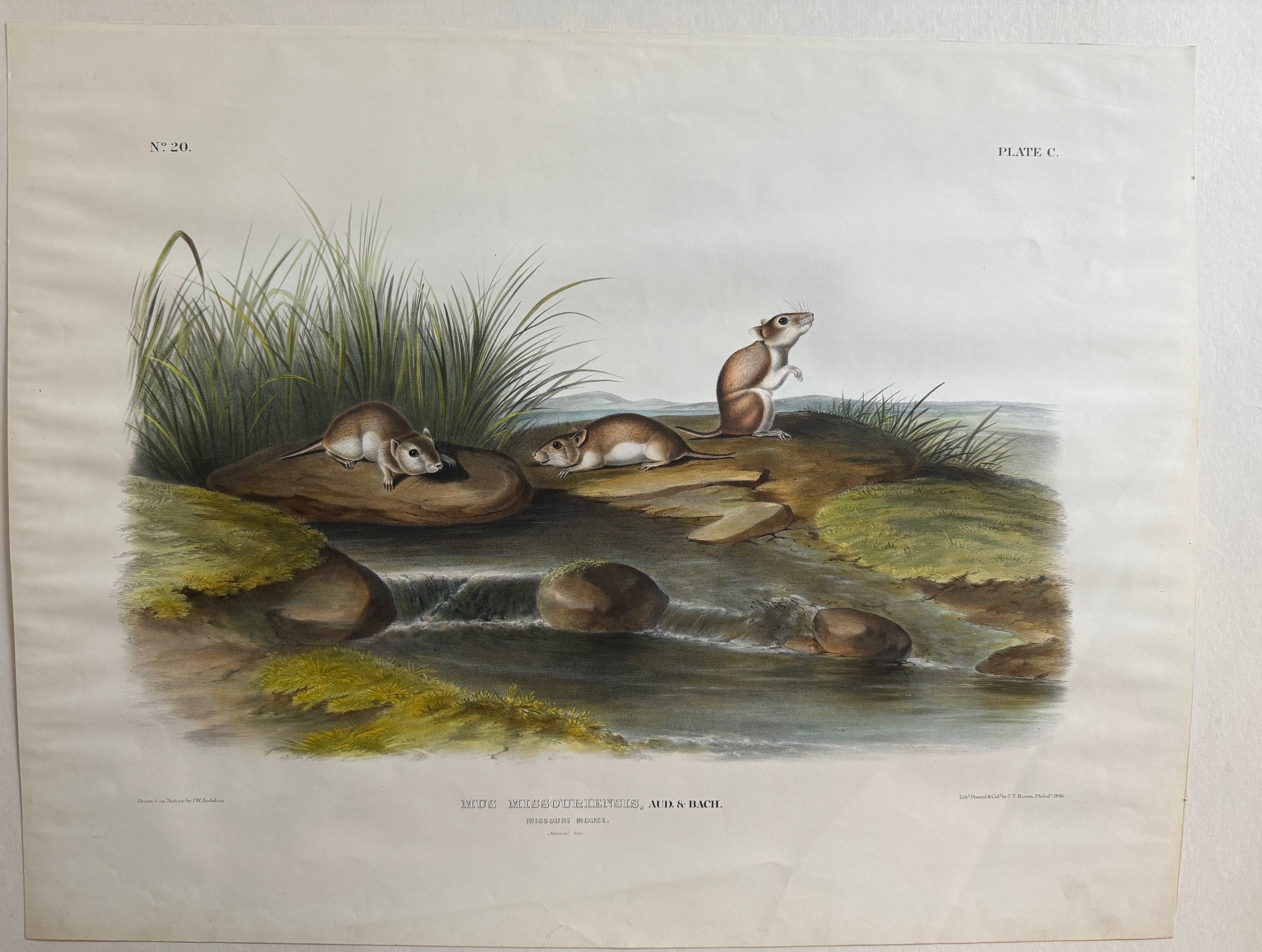 Original Audubon Imperial Missouri Mouse. Plate 100 – Princeton Audubon ...