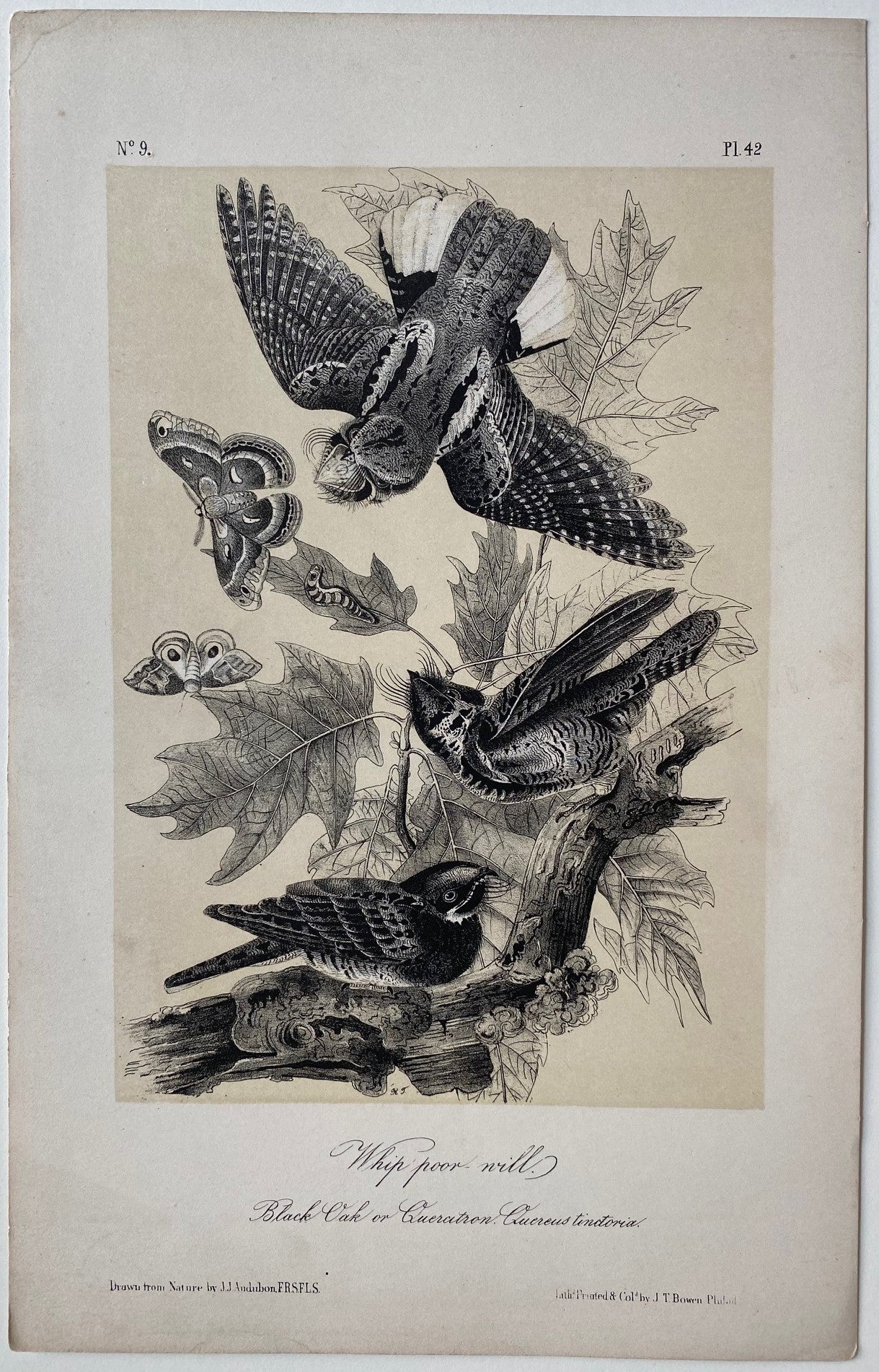 Audubon Octavo Whip-poor Will, plate 42, uncolored test sheet. 7 x 11 ...
