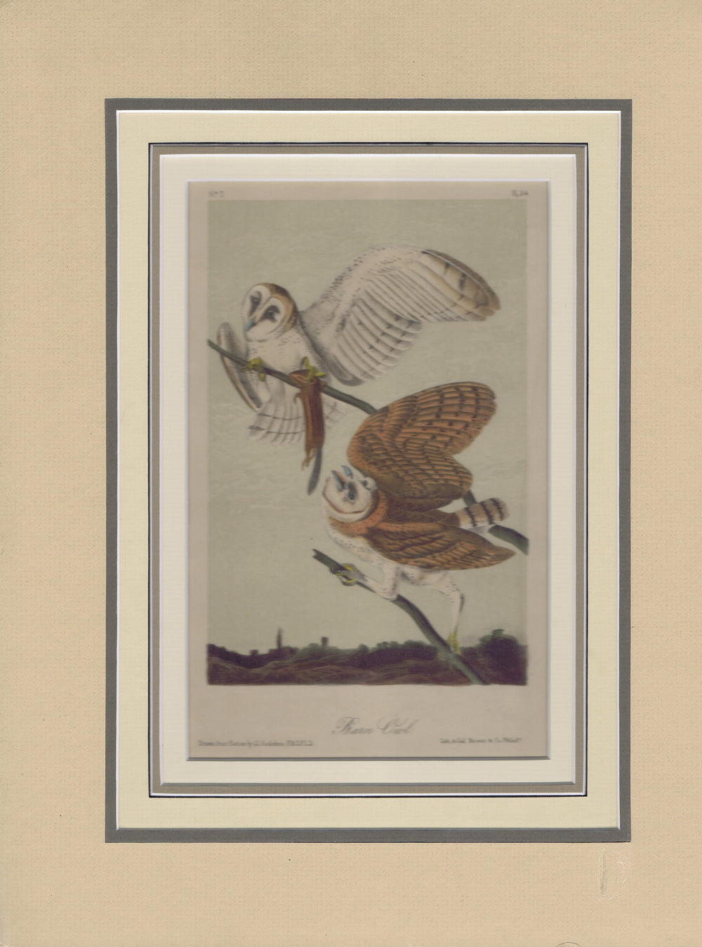 Audubon Original Octavo Matted, Barn Owl, plate 34 – Princeton Audubon ...