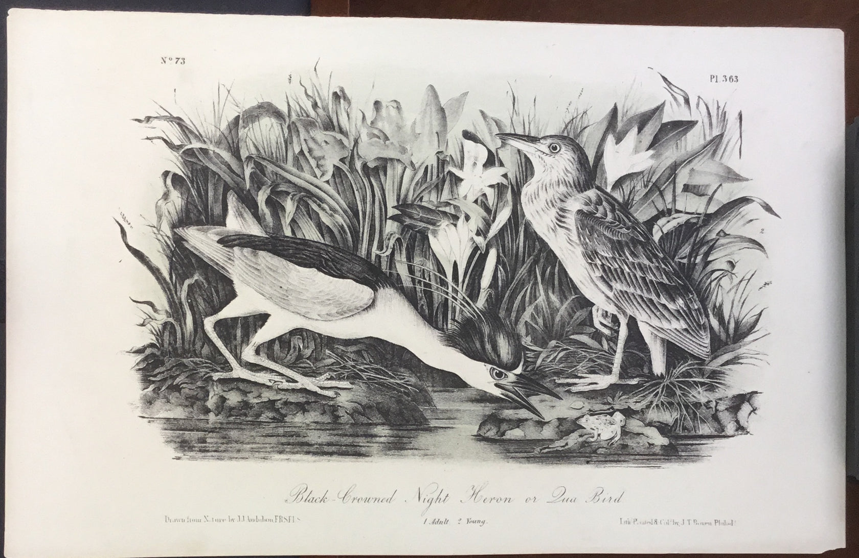 Collections – Princeton Audubon Prints