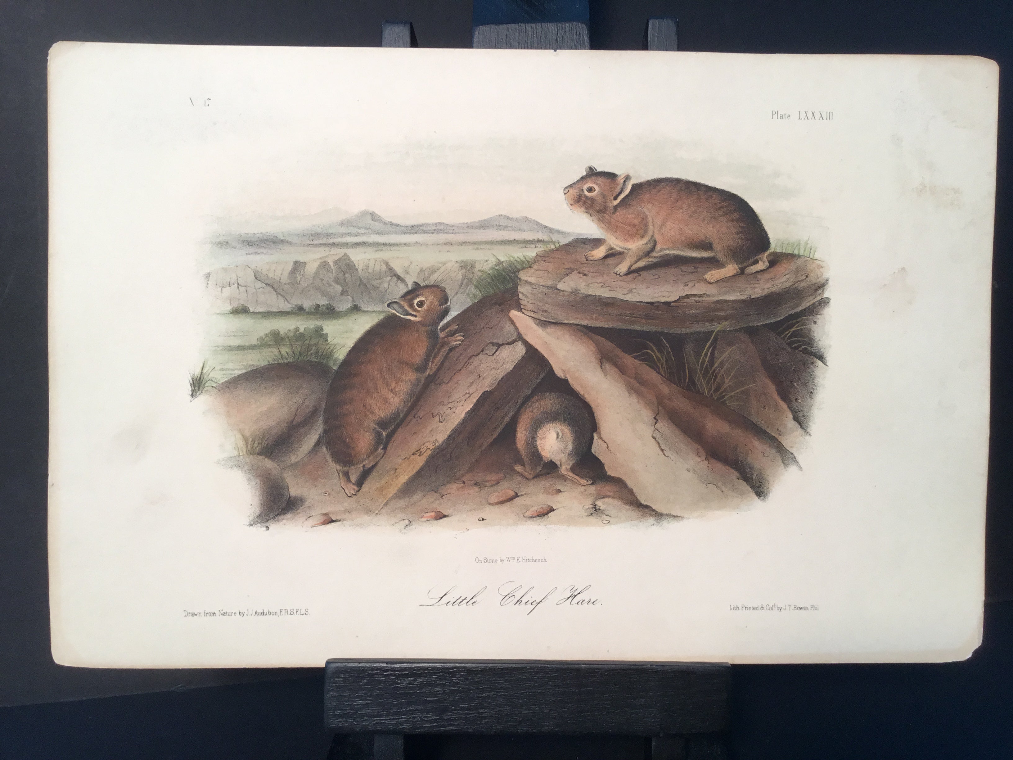 Lord-Hopkins Collection - Little Chief Hare – Princeton Audubon Prints