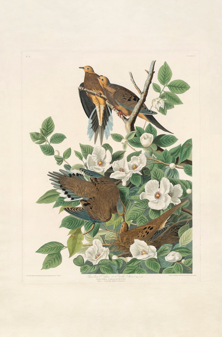 Audubon Prints: Originals & Fine Art – Princeton Audubon Prints