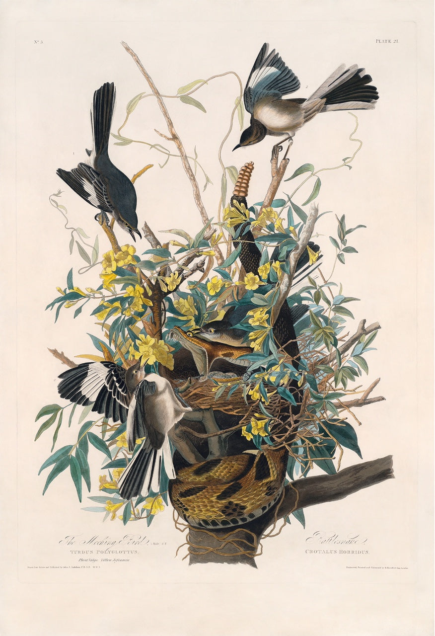 Princeton Audubon Prints: Birds of America Originals & Fine Art
