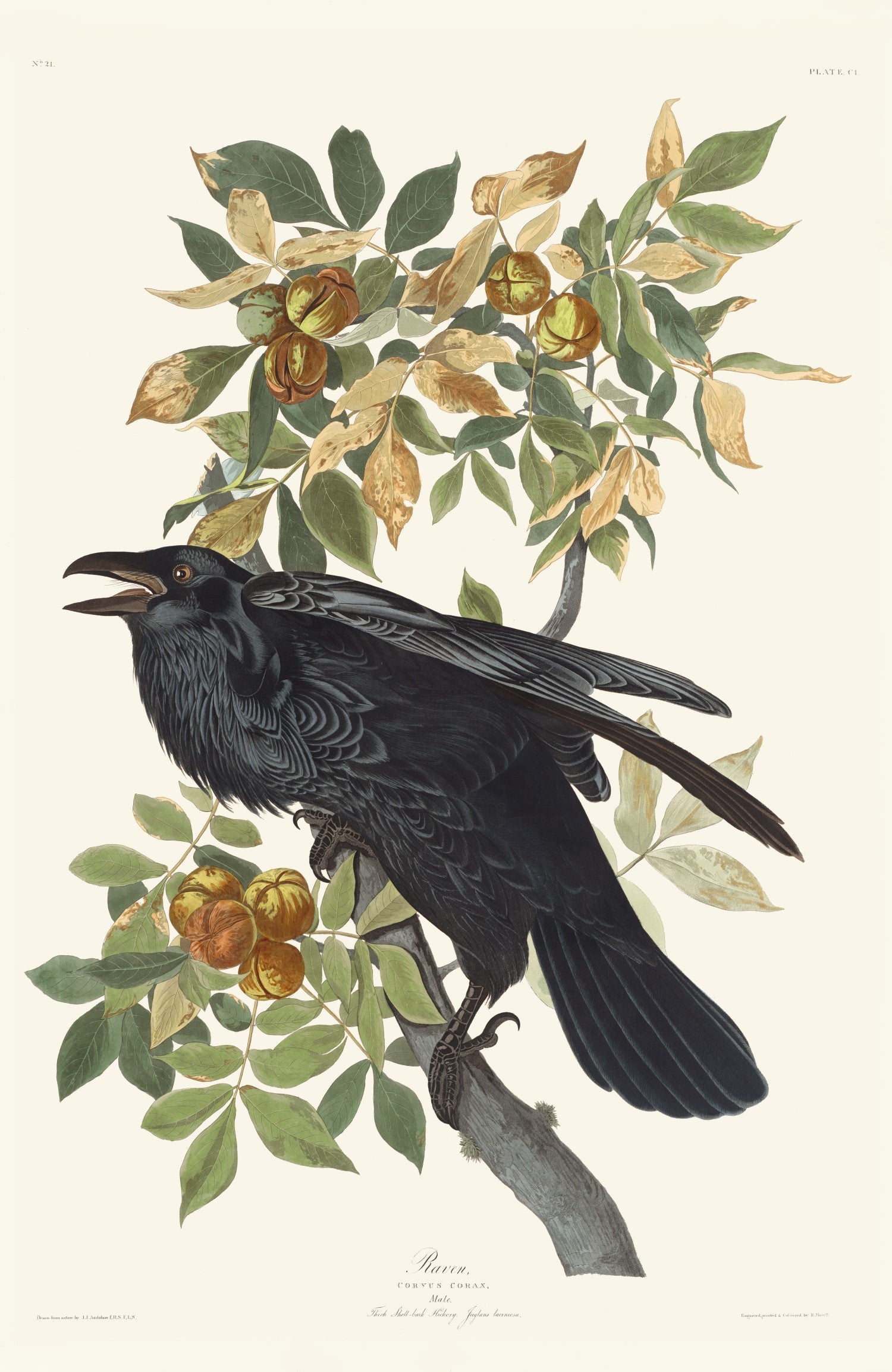 The Raven – Princeton Audubon Prints
