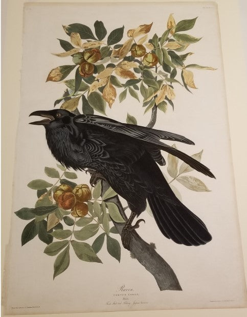 Collections – Princeton Audubon Prints