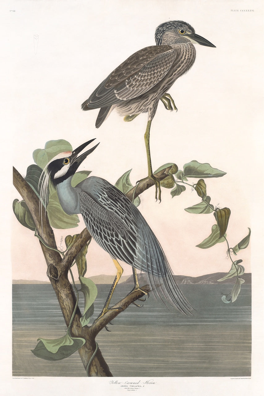 Yellow-crowned Heron – Signature Documents LLC