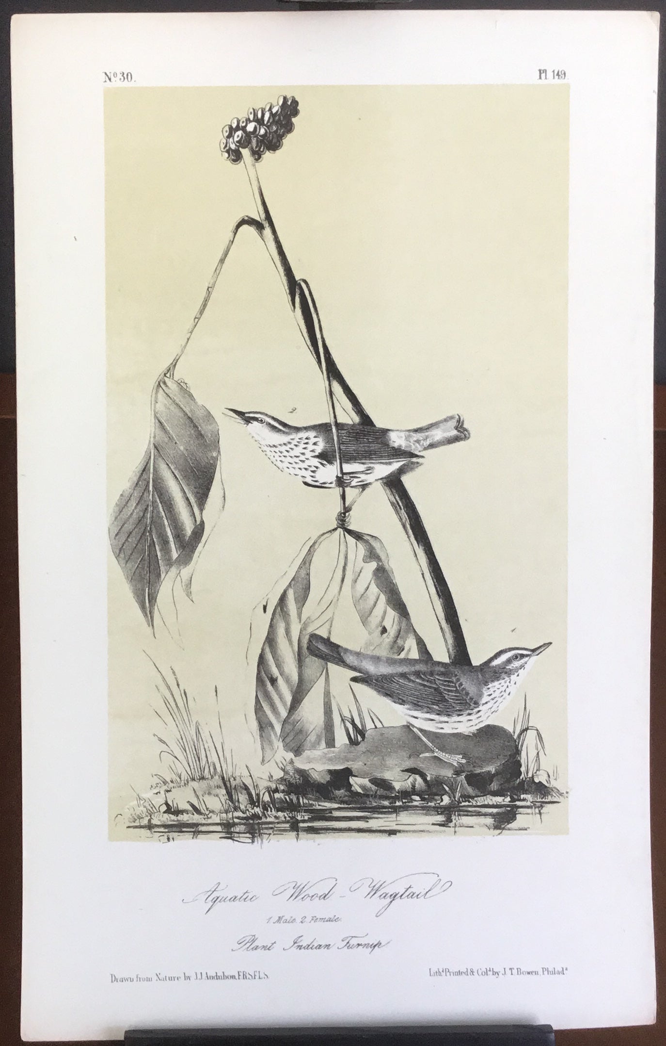 Audubon Octavo Aquatic Wood Wagtail, plate 149, uncolored test sheet ...