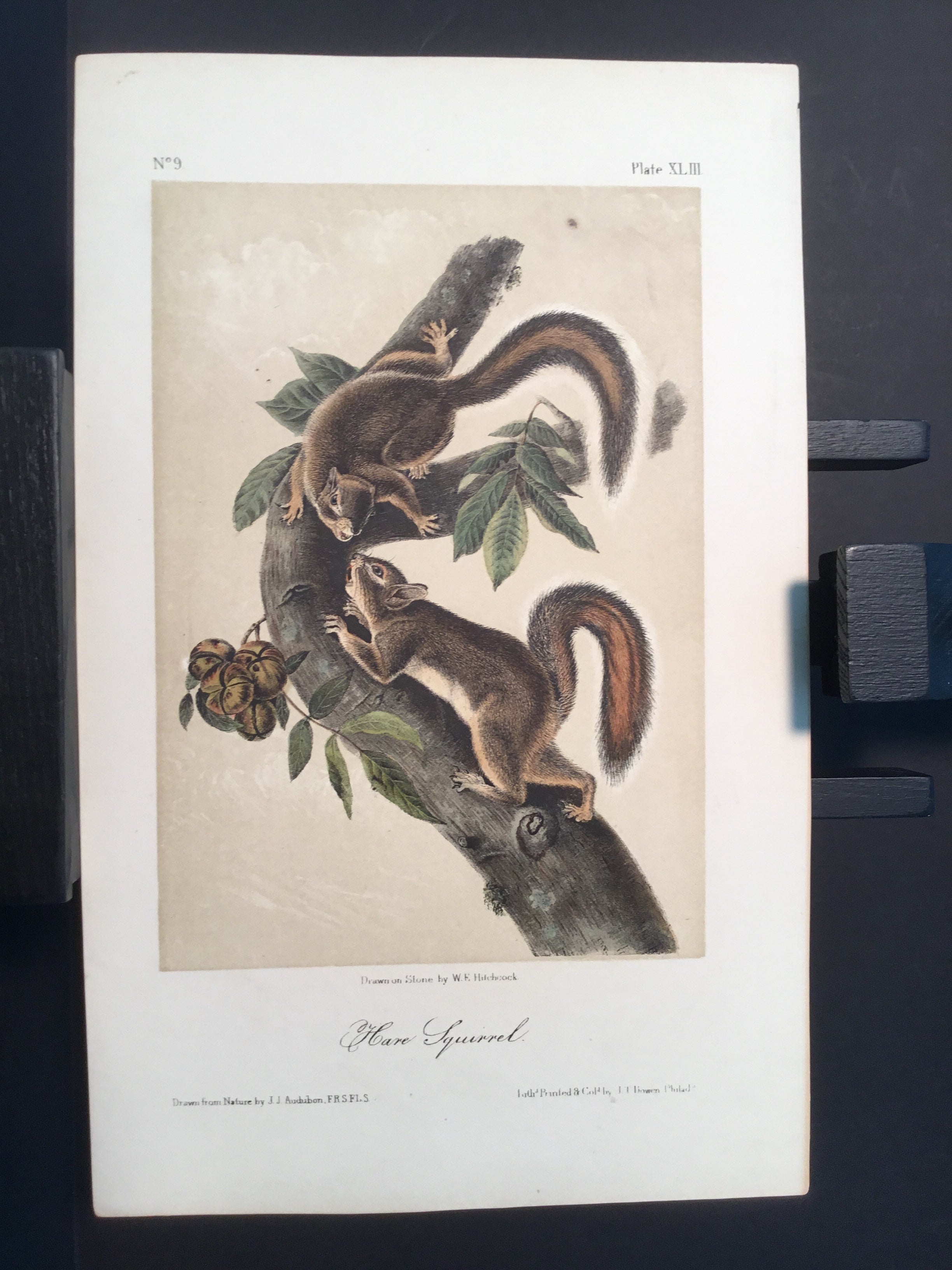 Lord-Hopkins Collection - Hare Squirrel – Princeton Audubon Prints