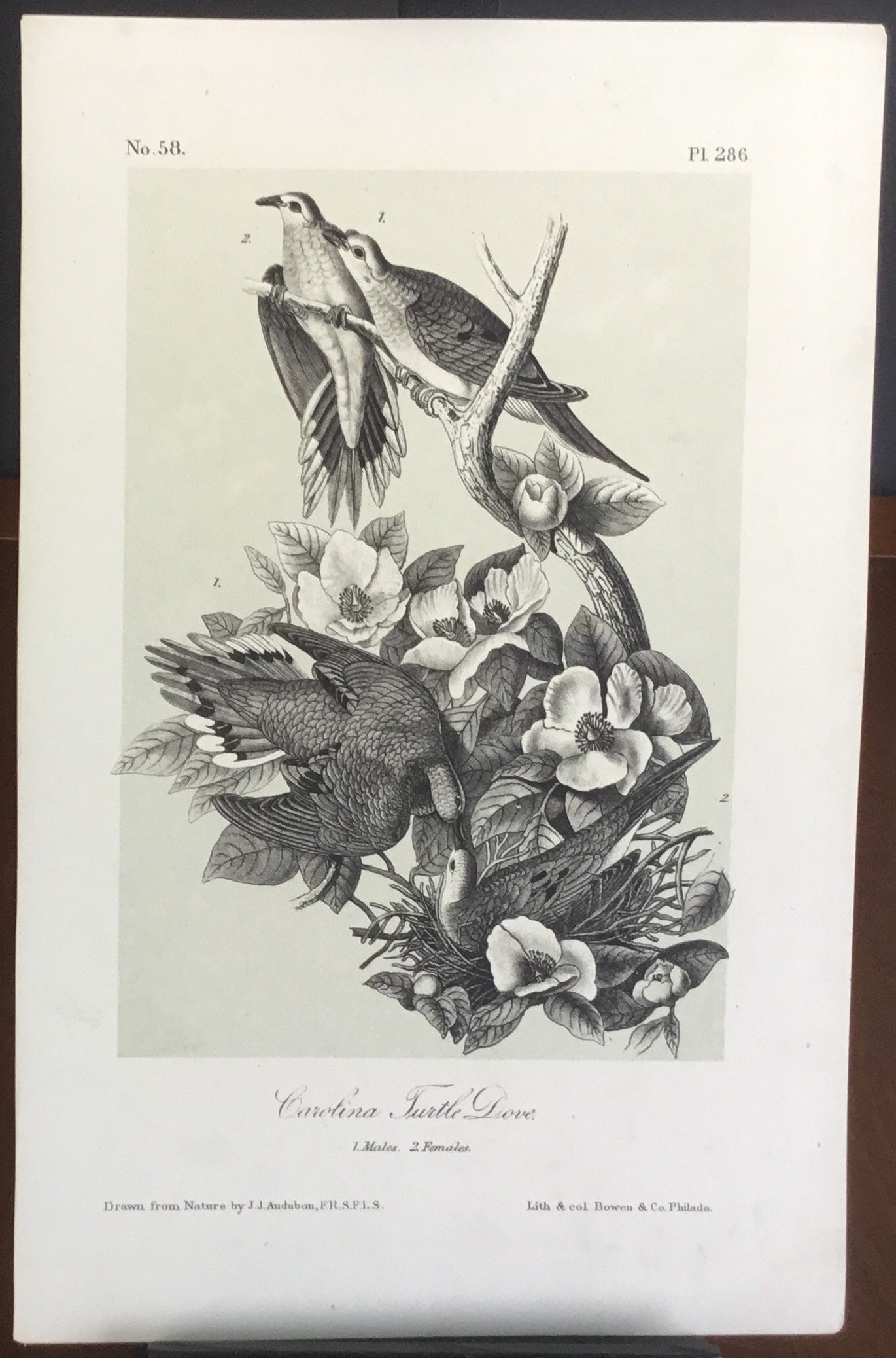 Audubon Octavo Carolina Turtle Dove (2), plate 286, uncolored test she ...