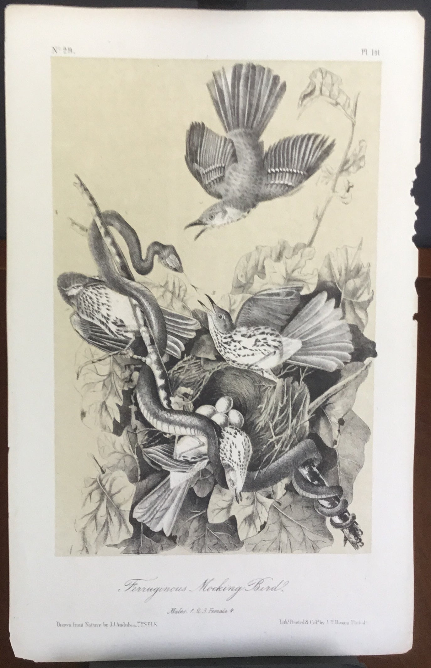 Audubon Octavo Mockingbird, plate 141, uncolored test sheet, 7 x 11 ...