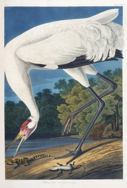 Hooping Crane, 17 1/2 x 26 inches – Princeton Audubon Prints
