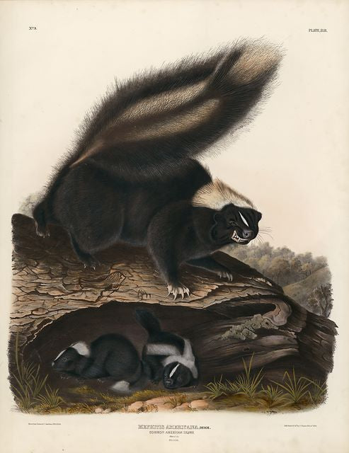 Original Imperial Common American Skunk, plate 42 – Princeton Audubon ...