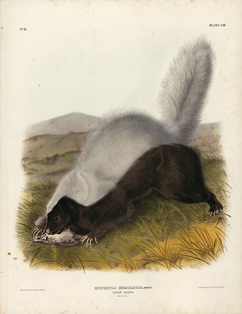 Original Imperial Texan Skunk, plate 53 – Princeton Audubon Prints