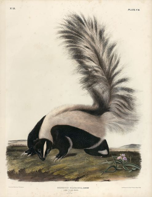 Original Imperial Large-tailed Skunk, plate 102 – Princeton Audubon Prints