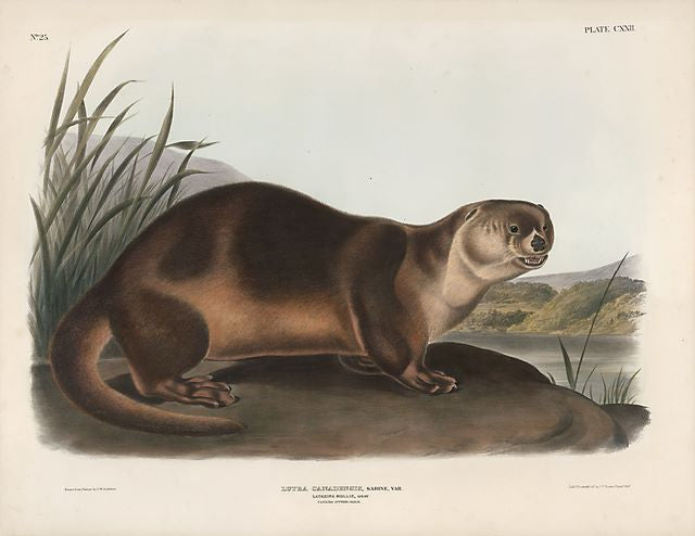 Original Imperial Canada Otter, plate 122 – Princeton Audubon Prints