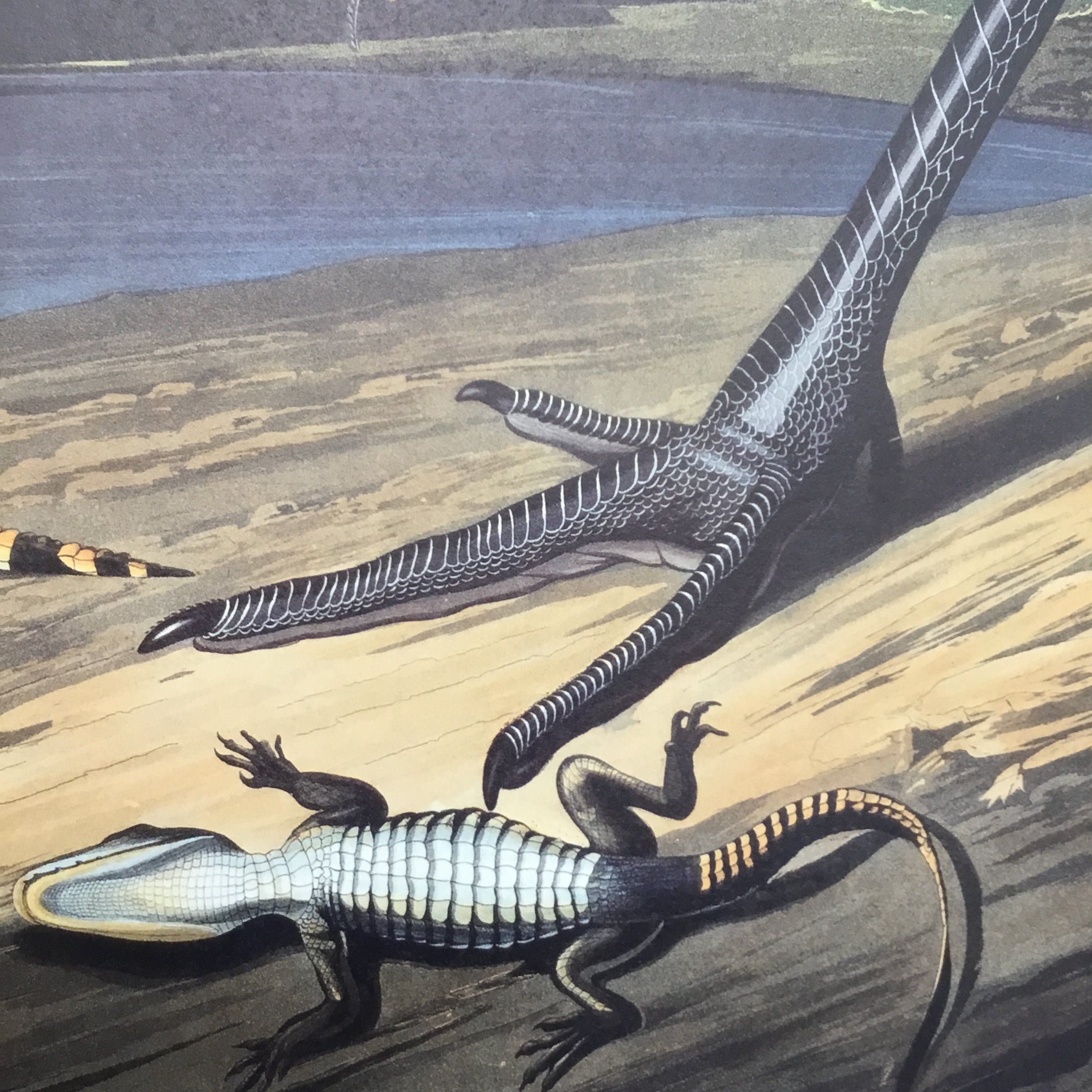 Hooping Crane, 17 1/2 x 26 inches – Princeton Audubon Prints