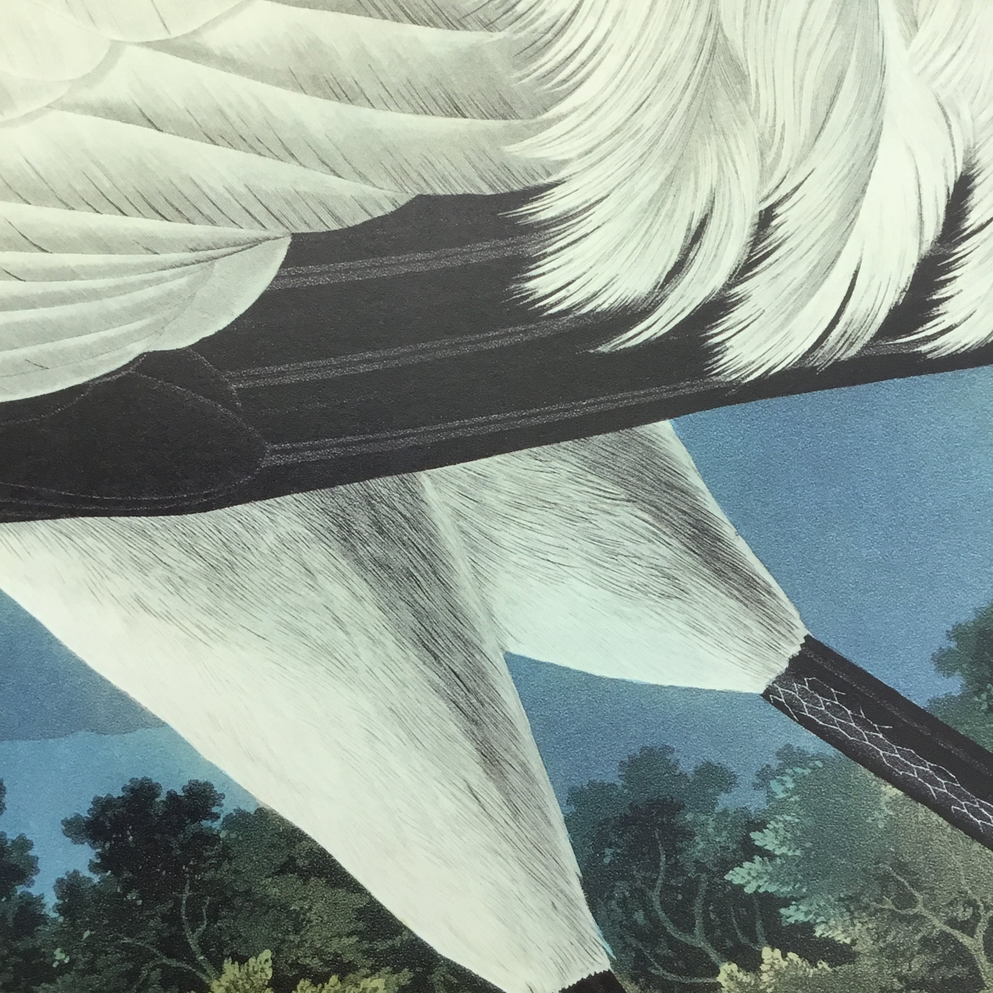 Hooping Crane, 17 1/2 x 26 inches – Princeton Audubon Prints
