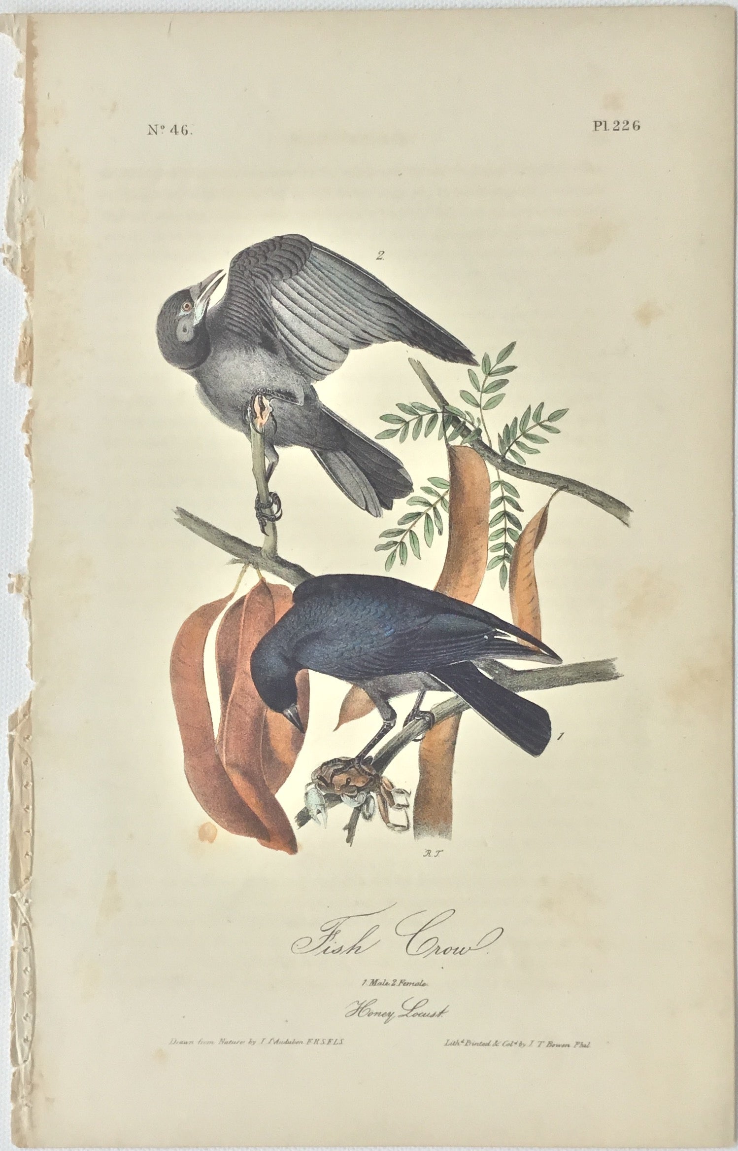226 Audubon Octavo 1st Edition Fish Crow – Princeton Audubon Prints