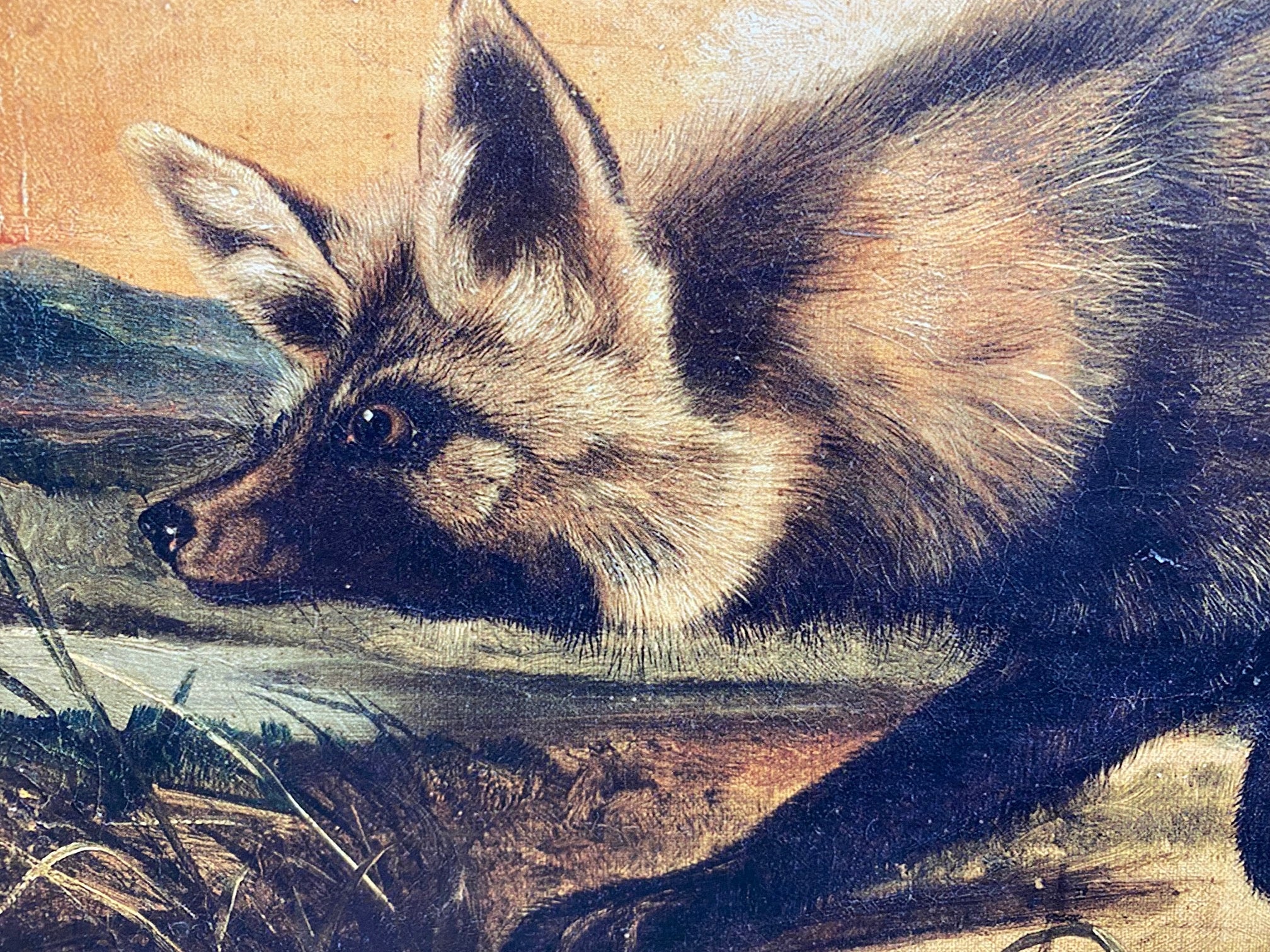 Long-tailed Red Fox – Princeton Audubon Prints