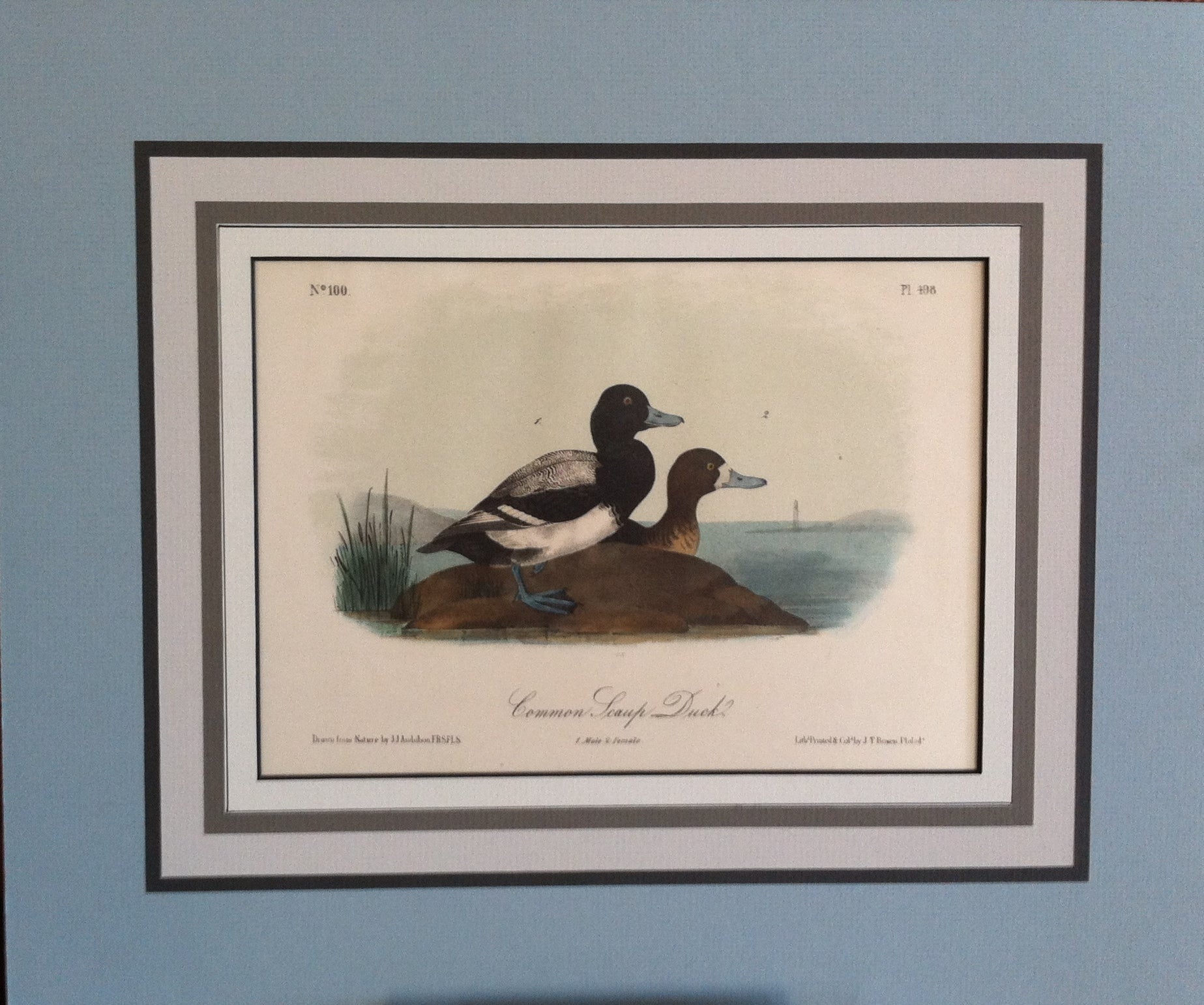 498 Audubon Original Octavo Common Scaup Duck, matted – Princeton ...
