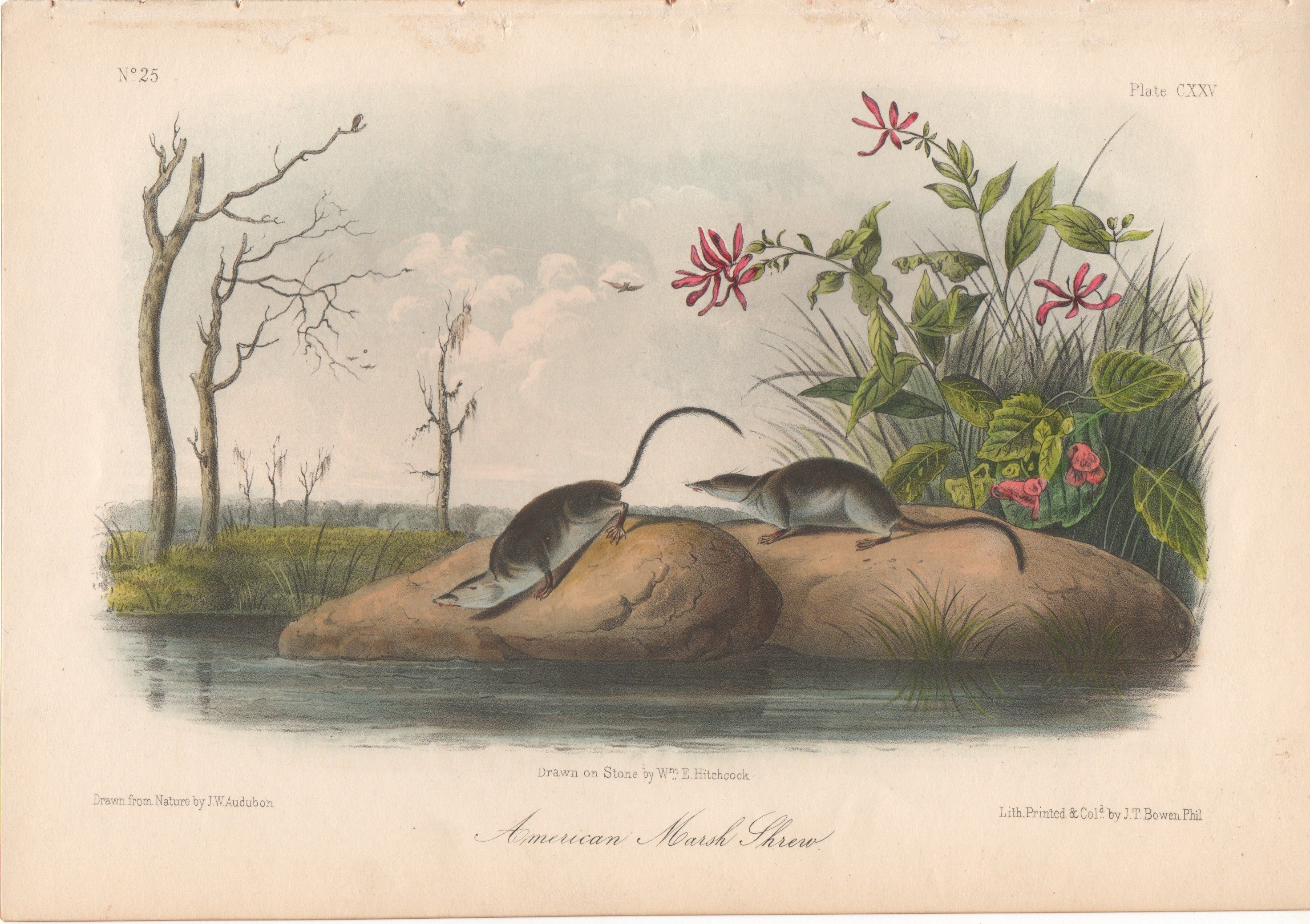 Audubon Original Octavo Mammal, American Marsh Shrew plate 125 ...
