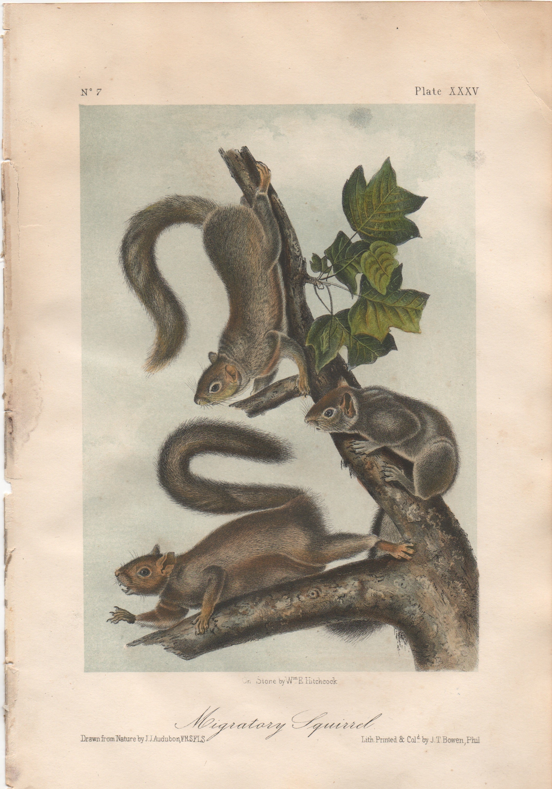 Audubon Original Octavo Mammal, Migratory Squirrel, plate 35 ...