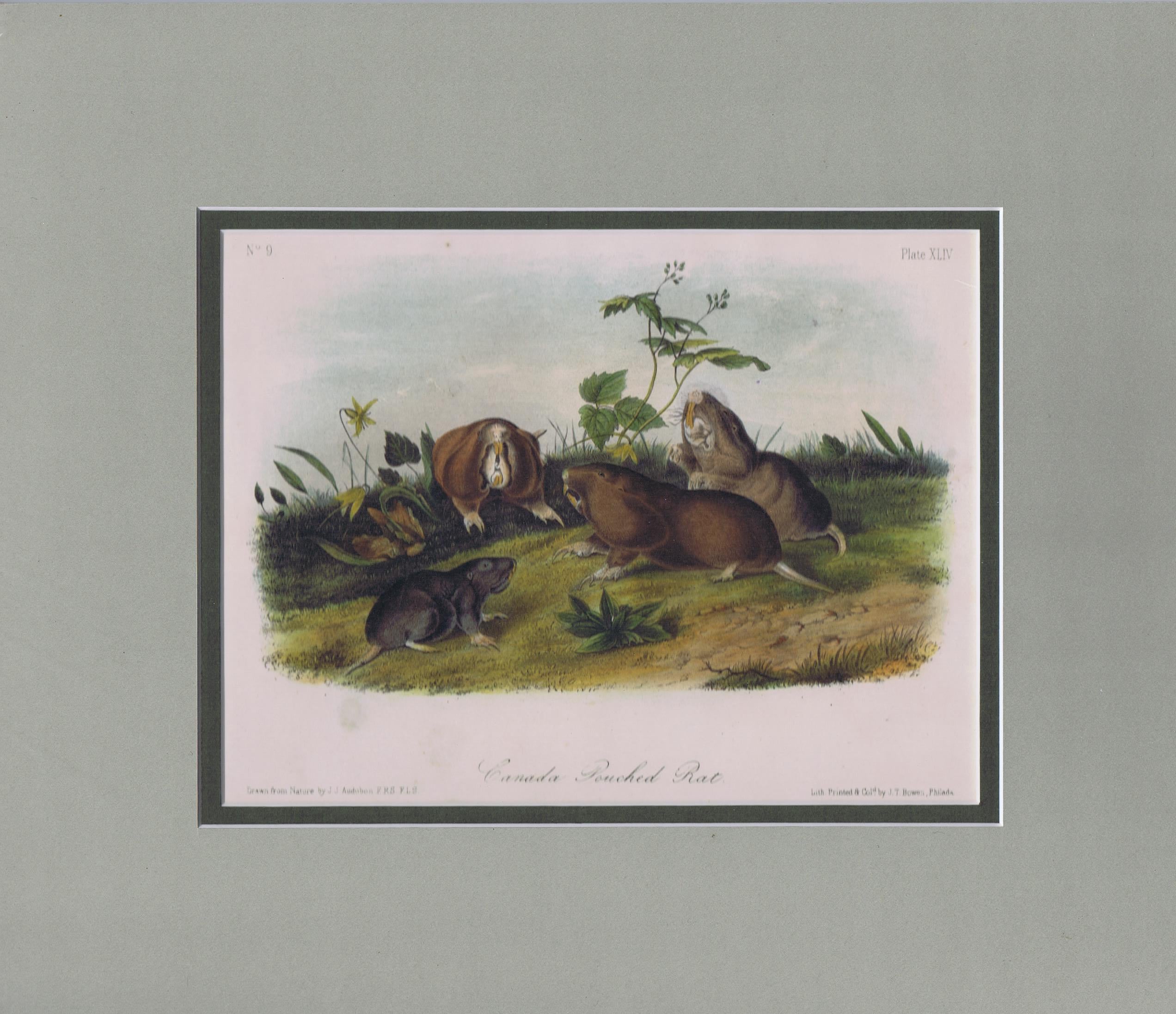 Original Audubon Octavo Quadruped Matted, Canada Pouched Rat, plate 44 ...