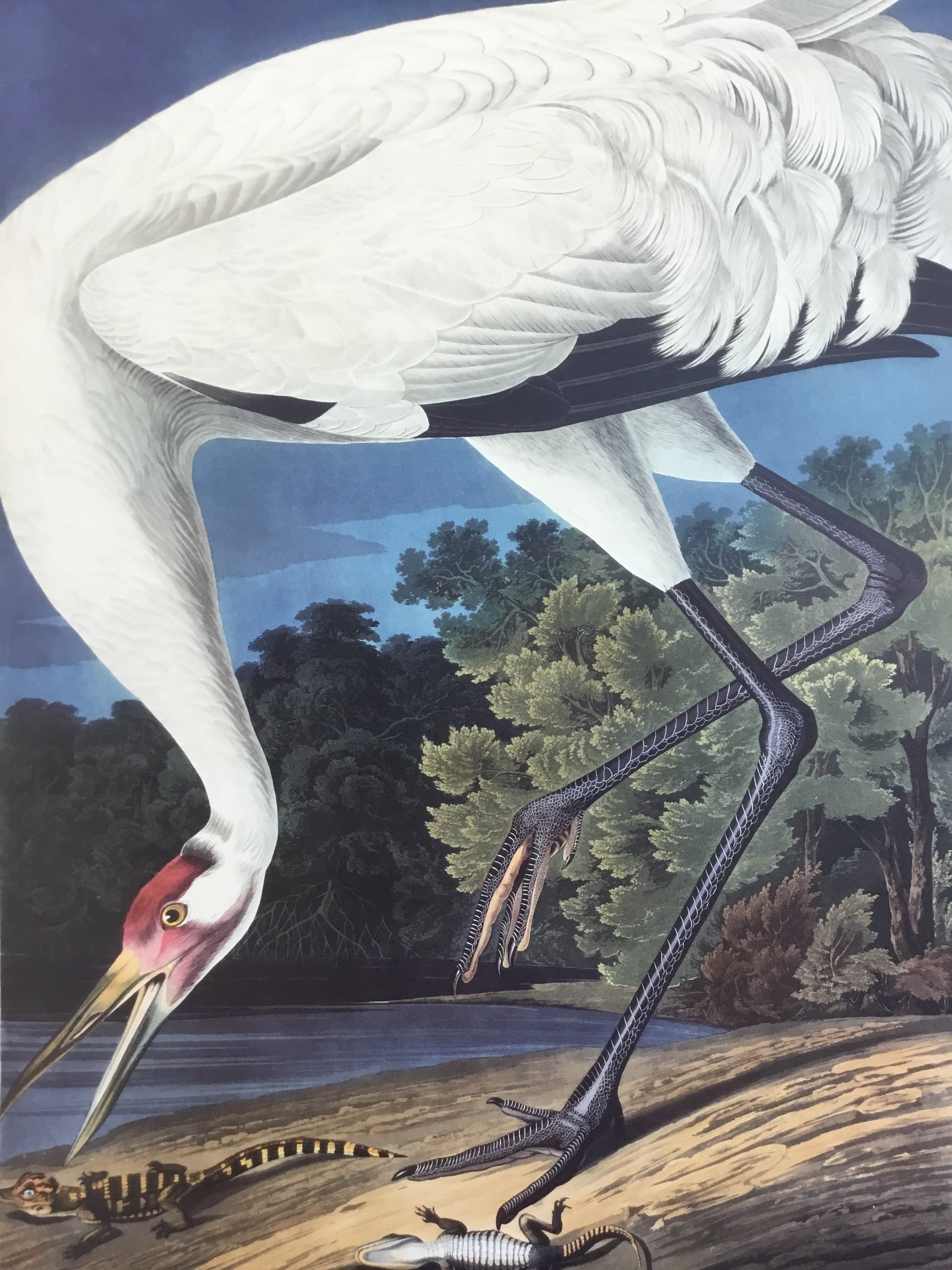 Hooping Crane, 17 1/2 x 26 inches – Princeton Audubon Prints