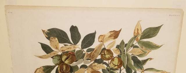 Original Havell Raven, plate 101 – Princeton Audubon Prints